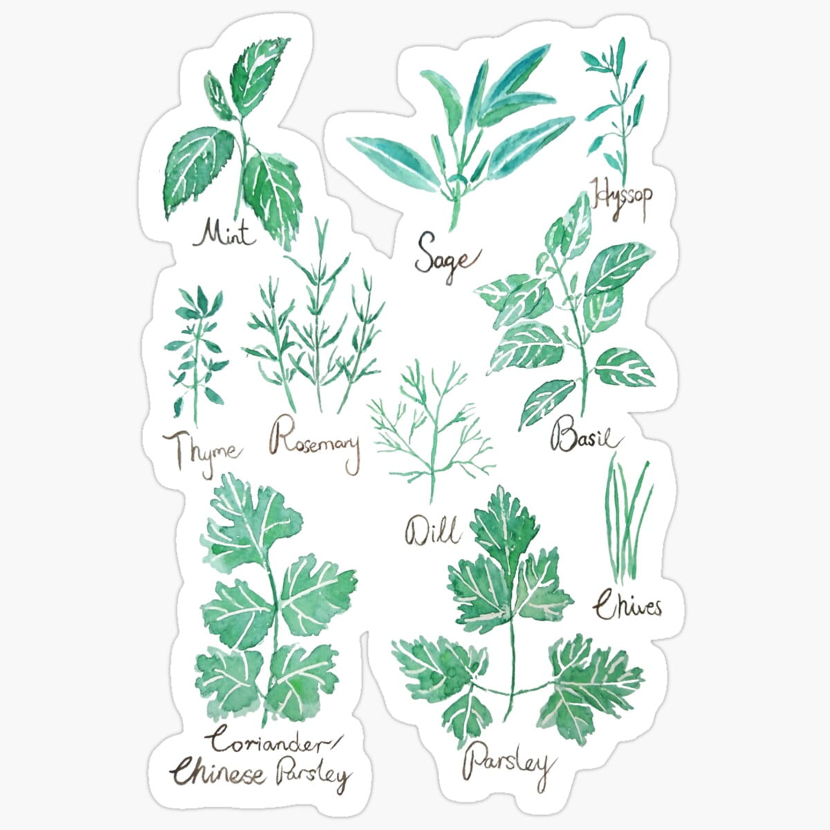 KIRA Green Herbs Leaves Family Watercolor Sticker Birthday Gifts ...