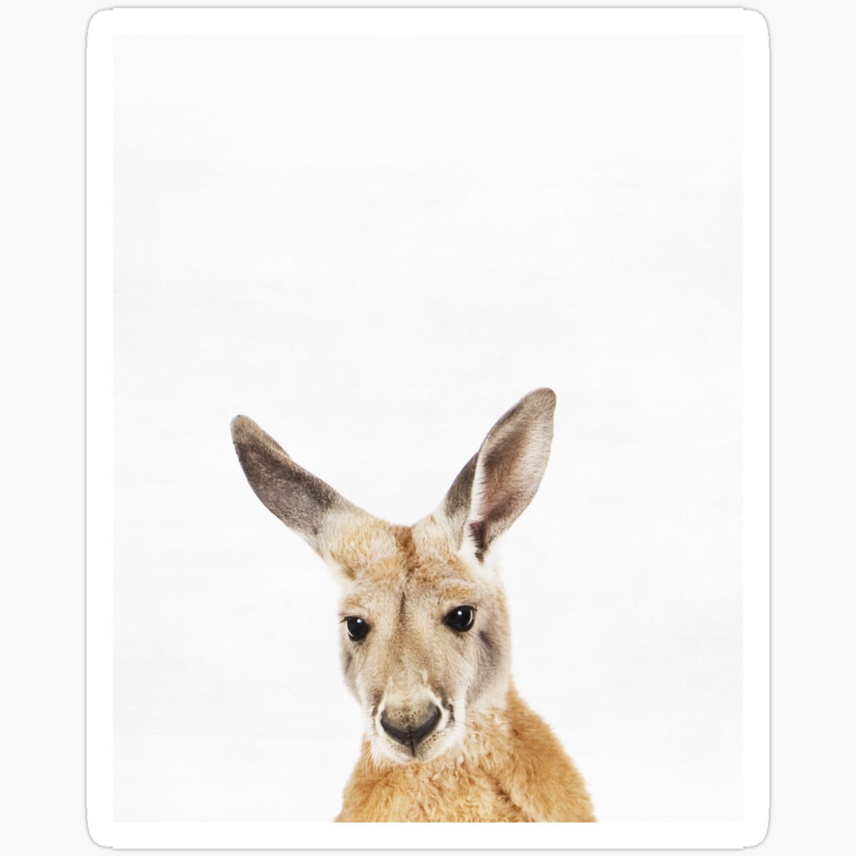 KIRA Kangaroo, Nursery, Animal, Sticker Birthday Gifts - Decorative ...