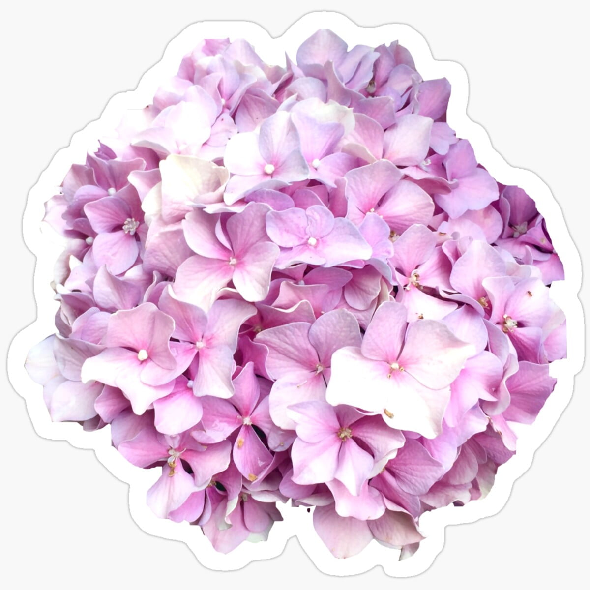 KIRA Nantucket Pink Hydrangea Sticker Sticker Birthday Gifts ...