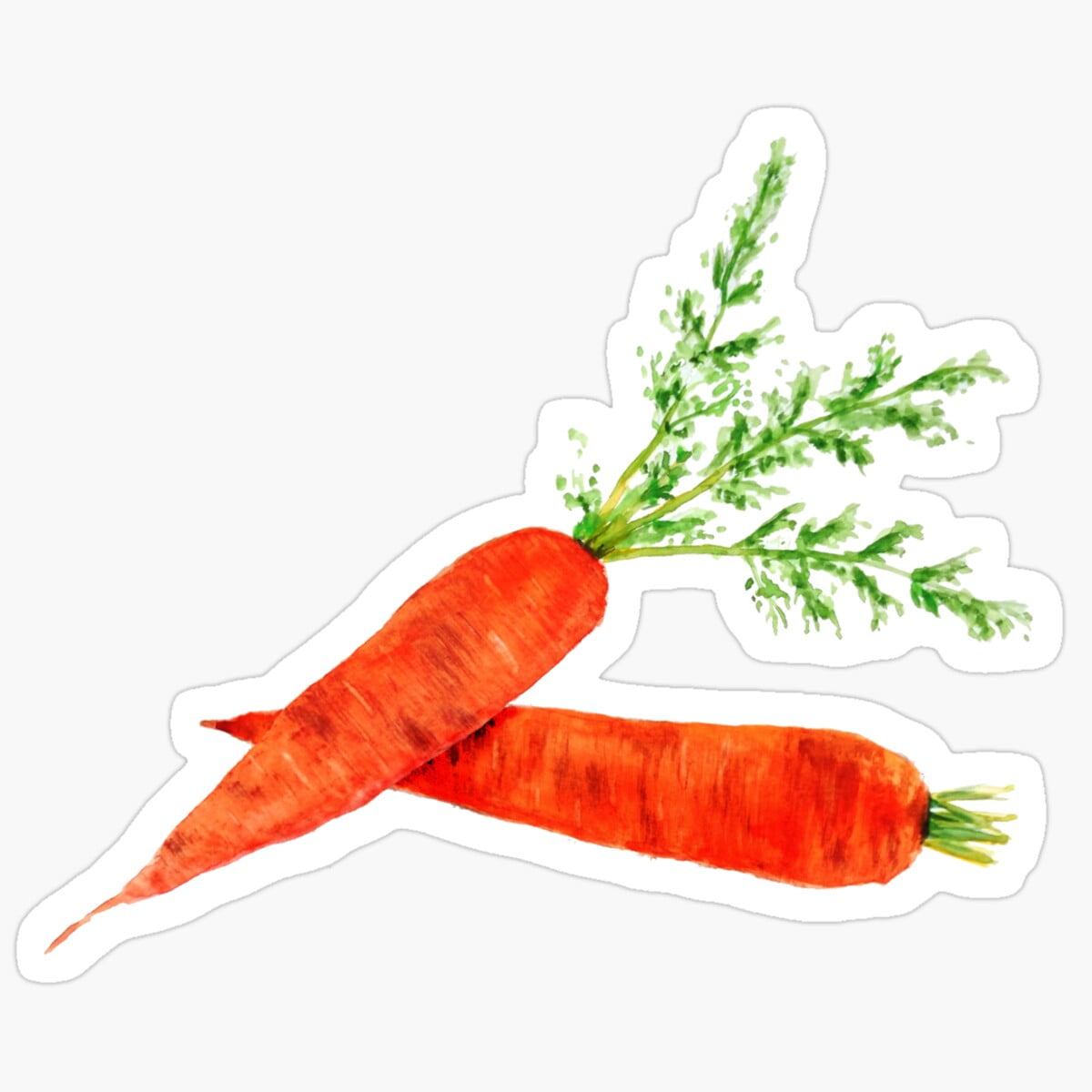 KIRA Orange Carrot Watercolor Painting Sticker Birthday Gifts ...