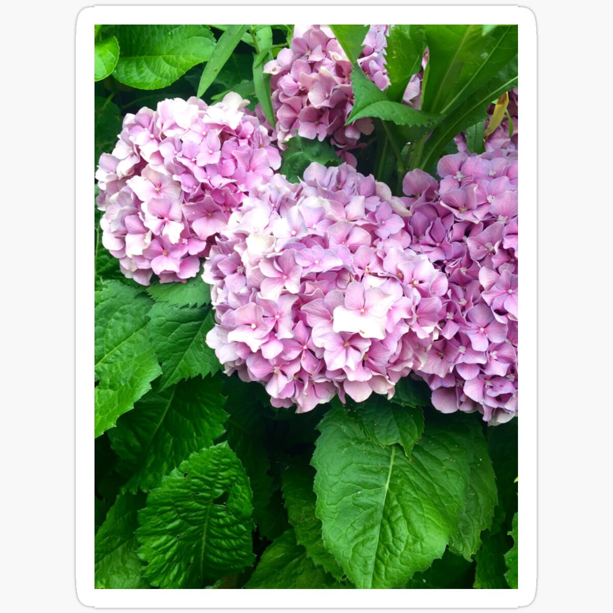KIRA Pink Nantucket Hydrangeas On A Bush Sticker Birthday Gifts ...