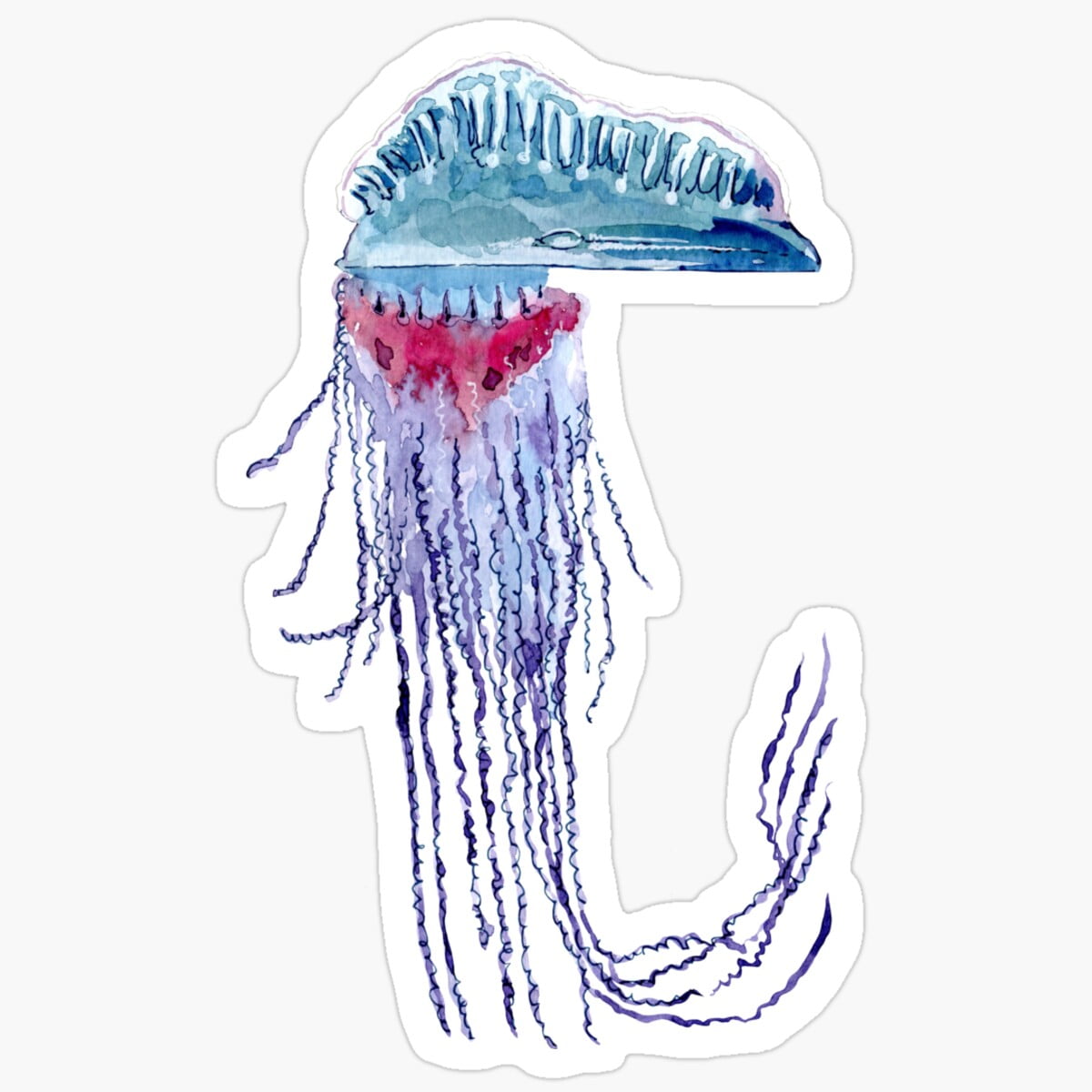 KIRA Portuguese Man O'War Jellyfish-Physalia Physalis Sticker Birthday ...
