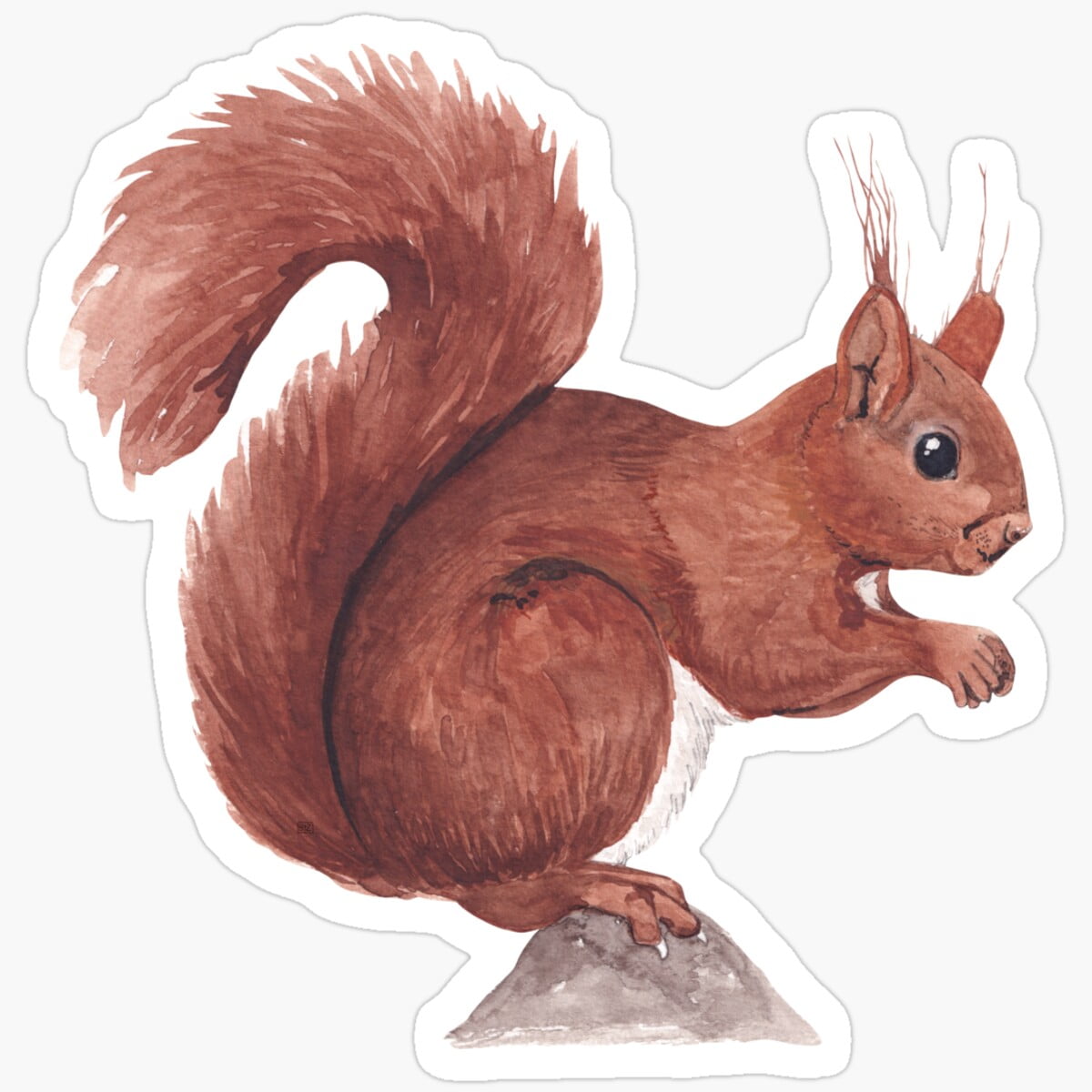 KIRA Red Squirrel-Sciurus Vulgaris Sticker Birthday Gifts - Decorative ...