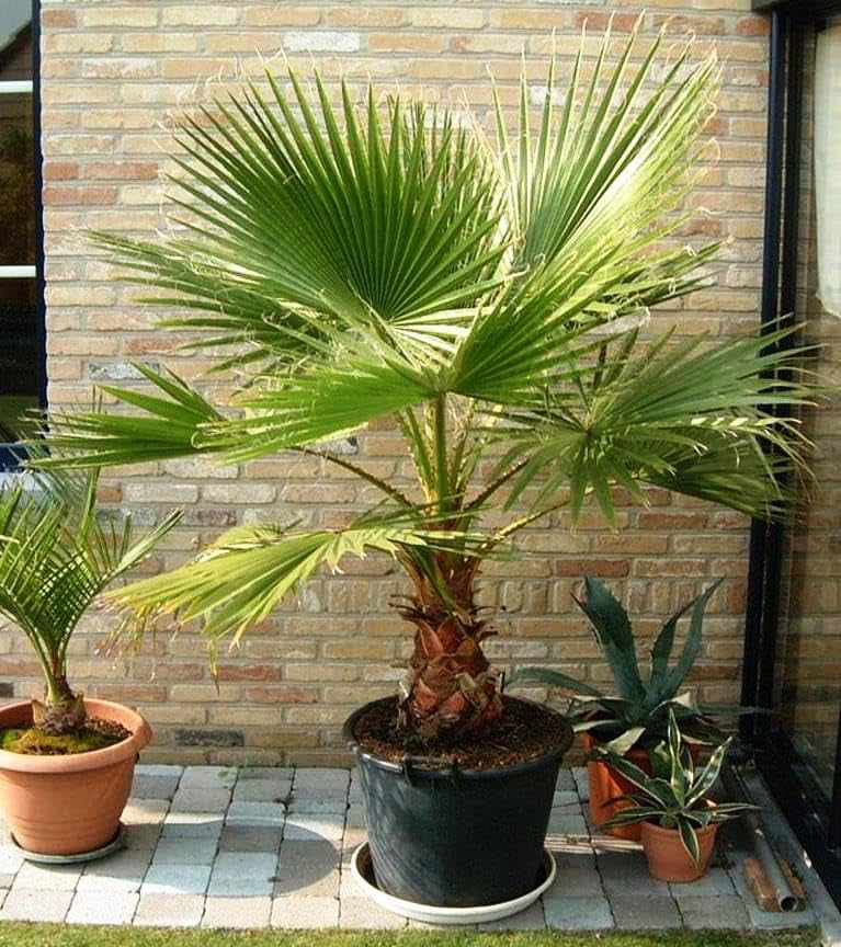 KIRA SEEDS - AJH3 Seeds Washingtonia Nicanora Palm California Fan Palm ...