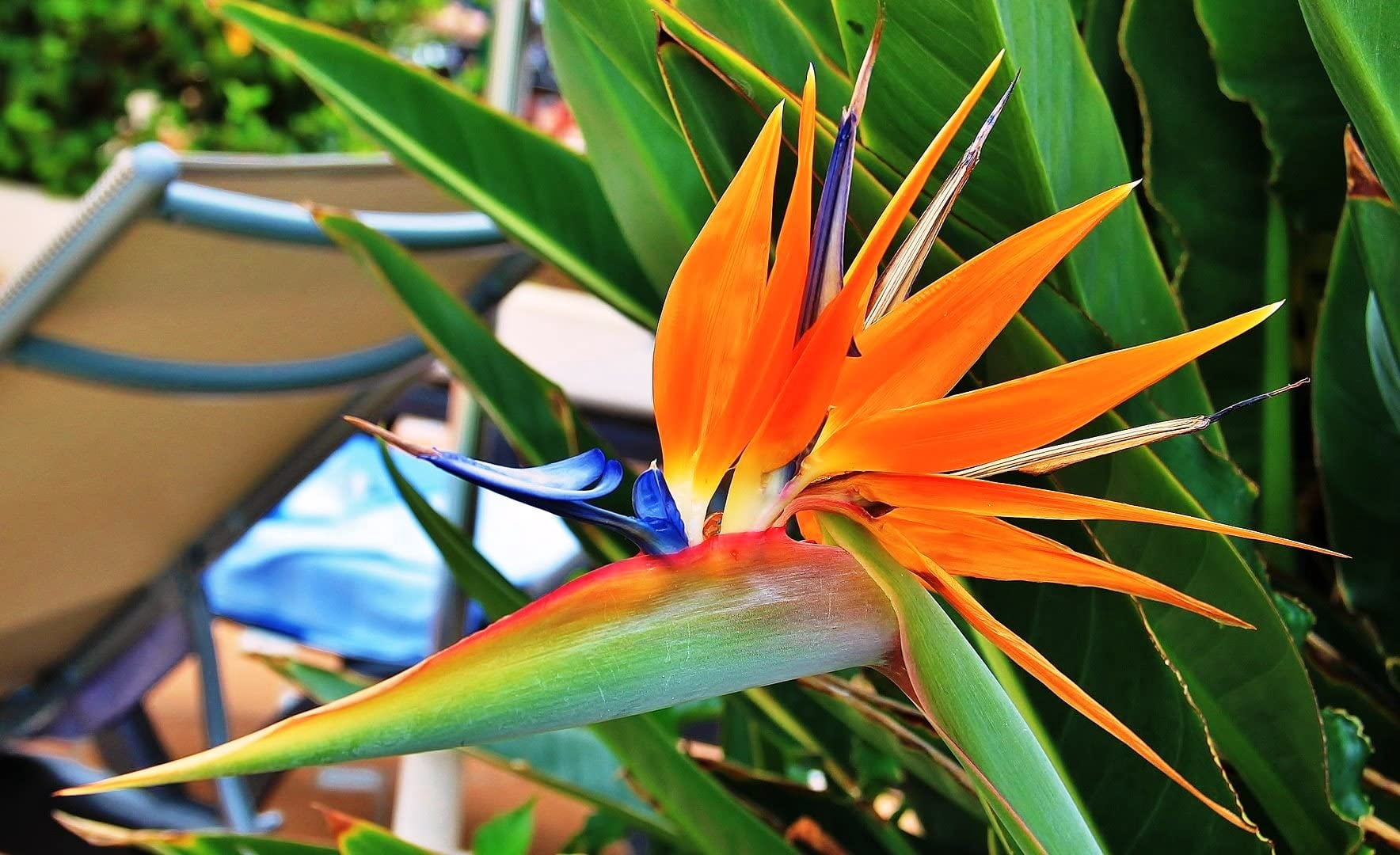 KIRA SEEDS - Bird of Paradise - Crane Strelitzia - Perennial Flowers ...