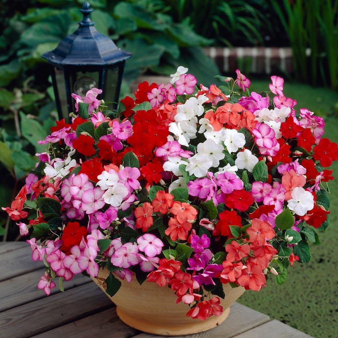 KIRA SEEDS - CORNET Seeds Busy Lizzie Mix Balsam - Impatiens walleriana ...