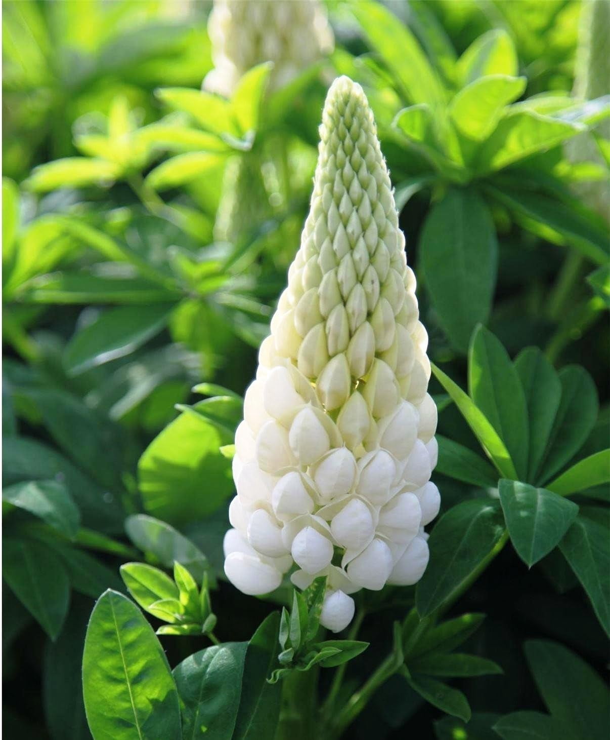 KIRA SEEDS -ITSC Seeds White Lupin - Perennial Flowers for Planting ...