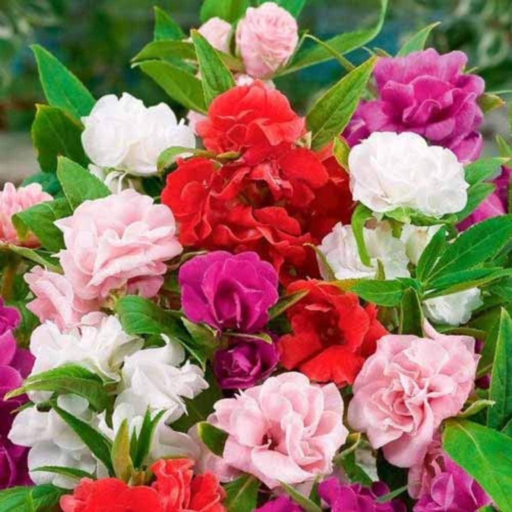 KIRA SEEDS - Seeds Balsam Camellia Flowered Mix - Impatiens balsamina ...