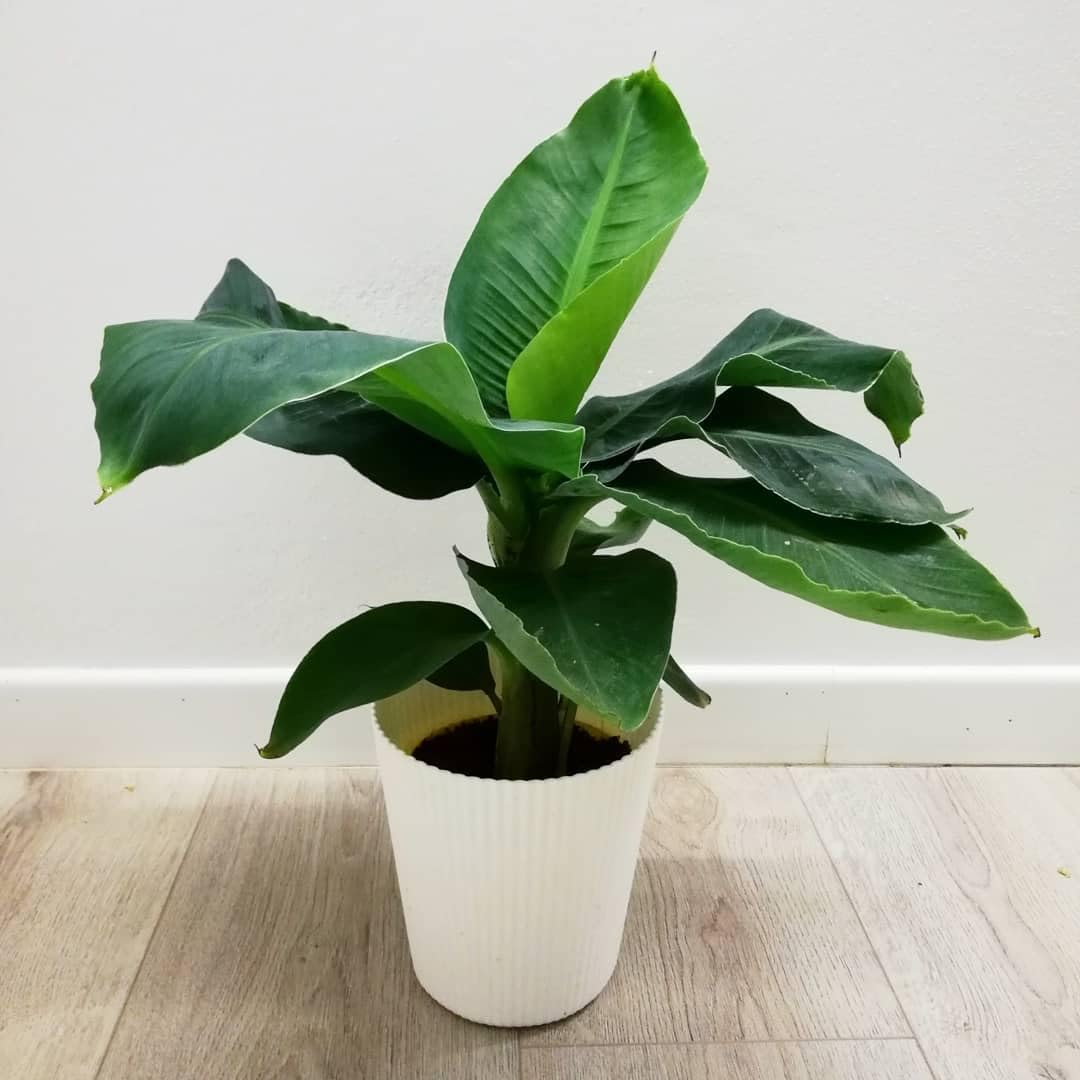 KIRA SEEDS - Seeds Banana Tree - H2FSDOrnamental Perennial Flowers for ...