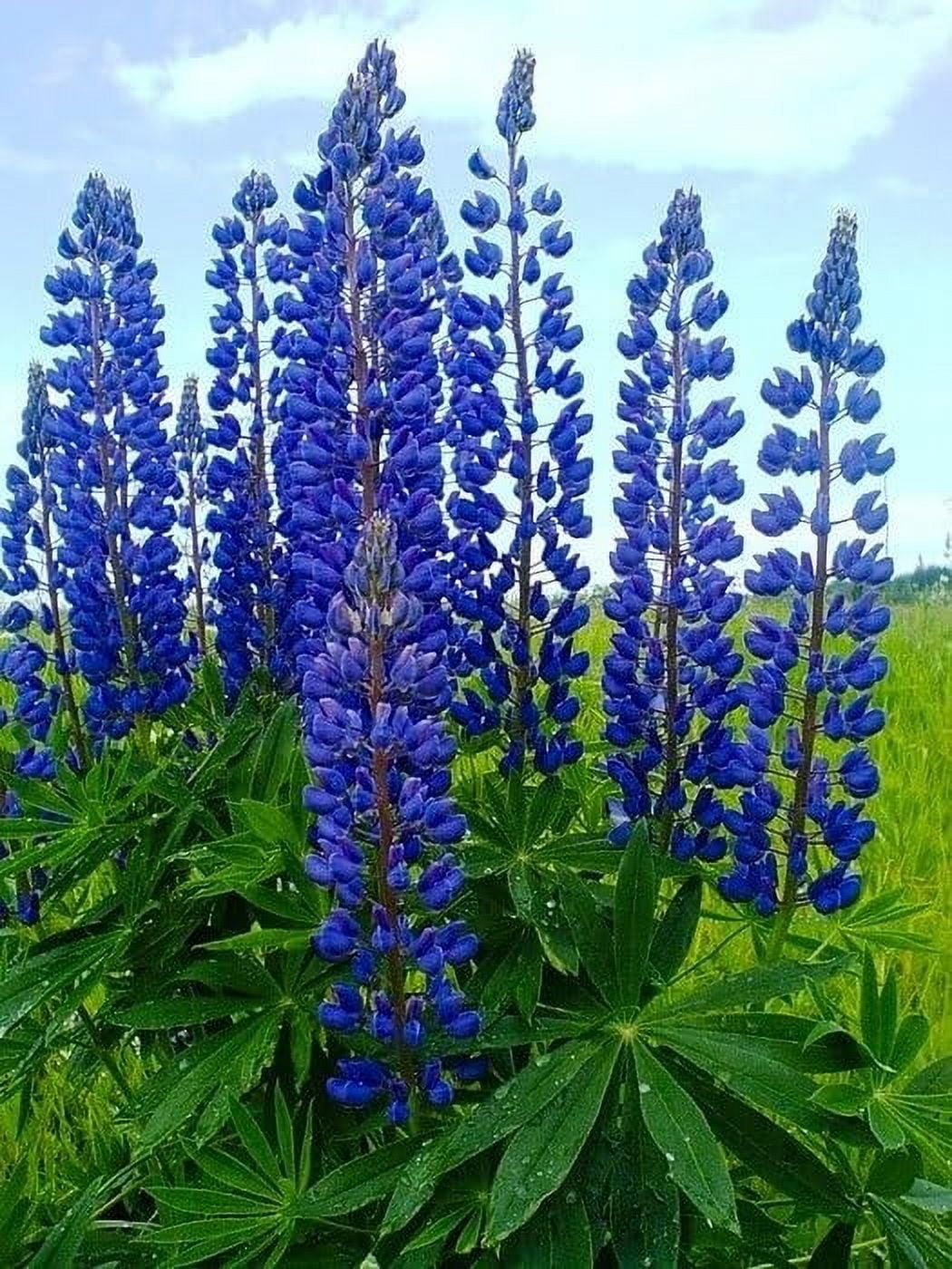 KIRA SEEDS - Seeds Blue Lupin BSL1 - Perennial Flowers for Planting ...