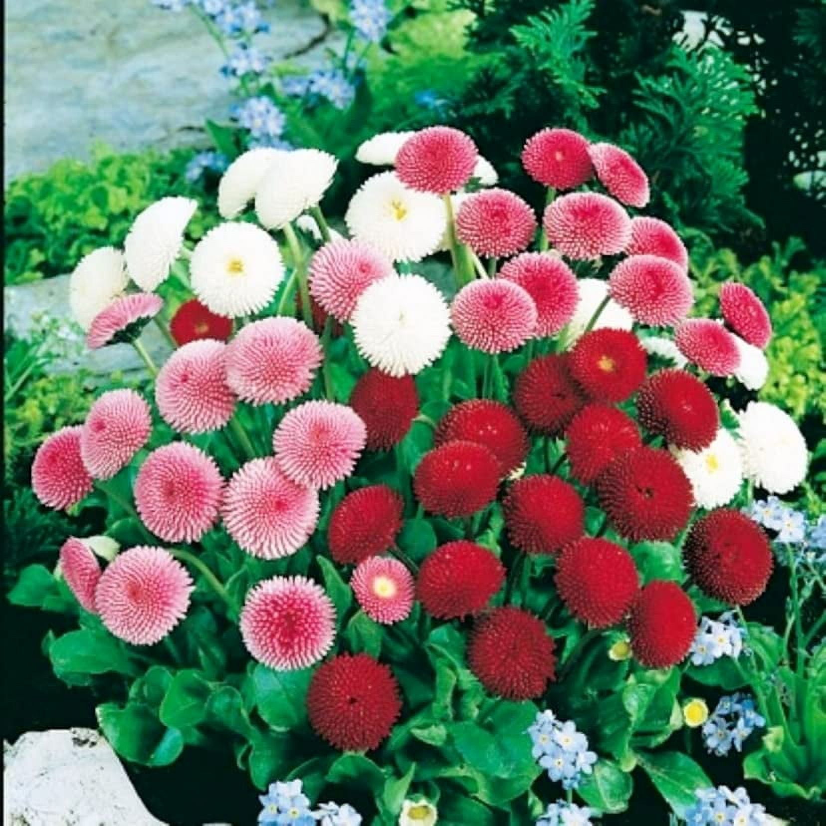 KIRA SEEDS - Seeds English Double Daisy MHD1Bellis perennis Mix ...