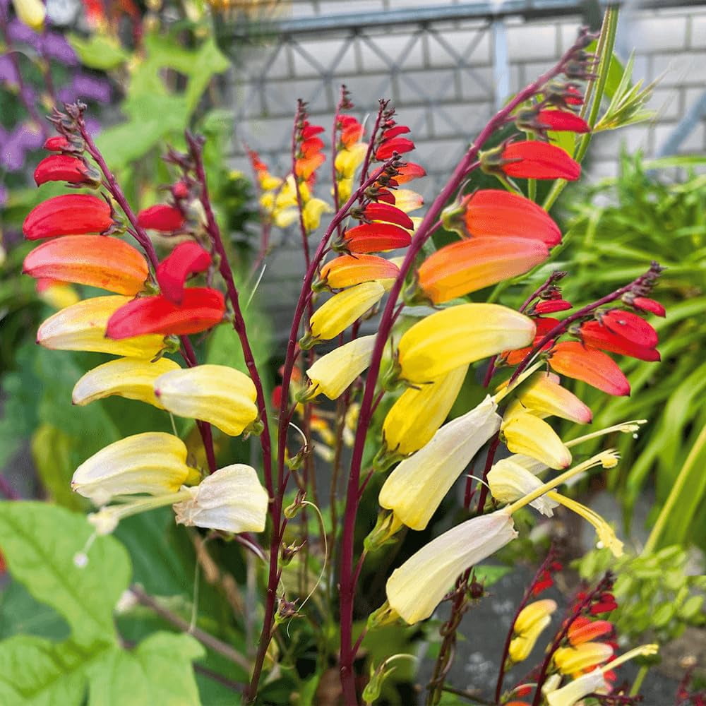 KIRA SEEDS - Seeds Firecracker Vine - MHD1Mina Lobata Quamoclit ...