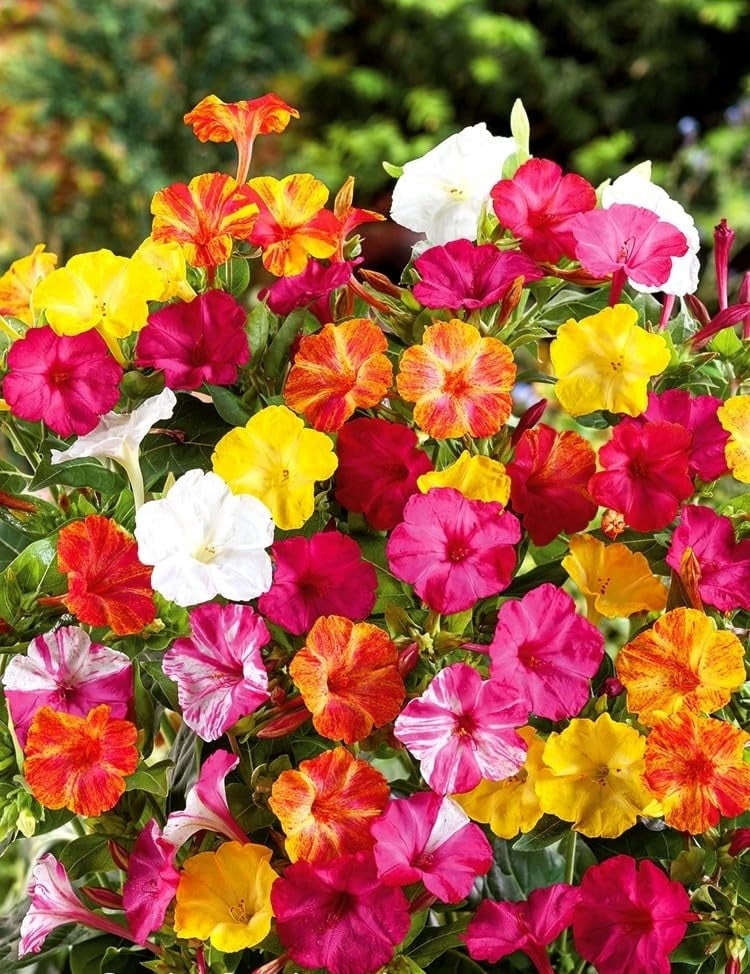 KIRA SEEDS - Seeds Four O'clock Mix MHD1Mirabilis - Annual Flowers for ...
