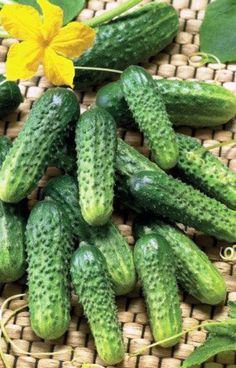 KIRA SEEDS - Seeds Indoor Cucumber Grandfather's H2FSDGranddaughter F1 ...