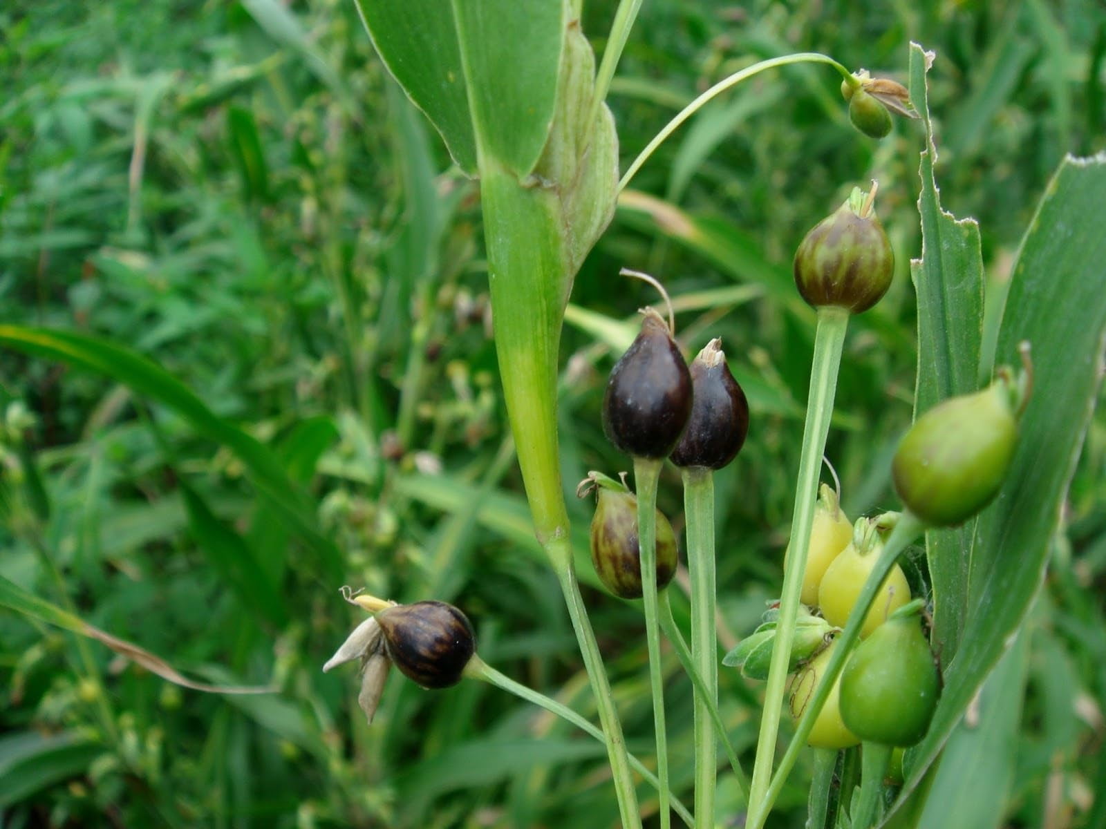 KIRA SEEDS - Seeds Job's Tears - MHD1Coix Millet - Annual Flowers for ...