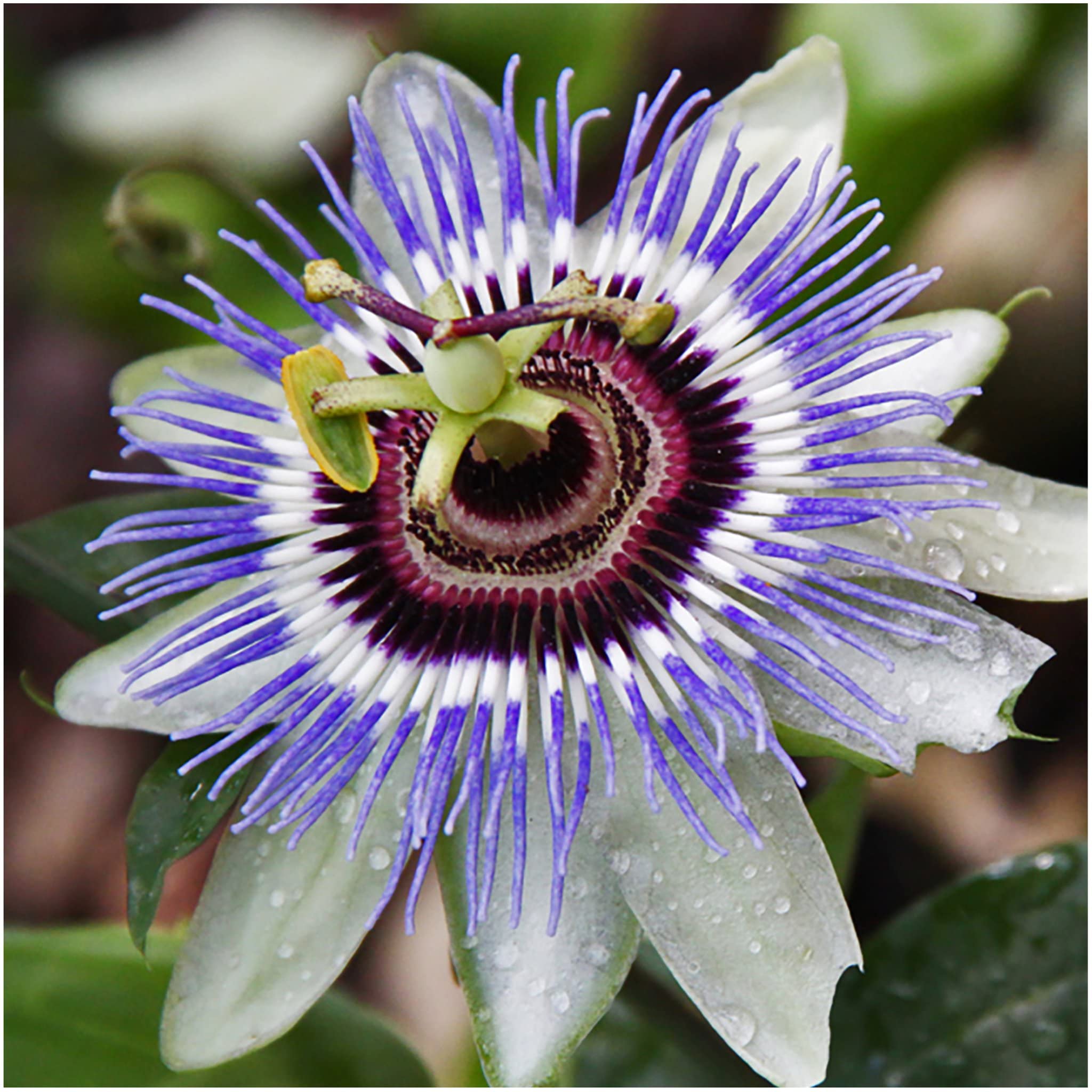 KIRA SEEDS - Seeds Purple Exotic MVR1 Passionflower - Maypop Wild ...