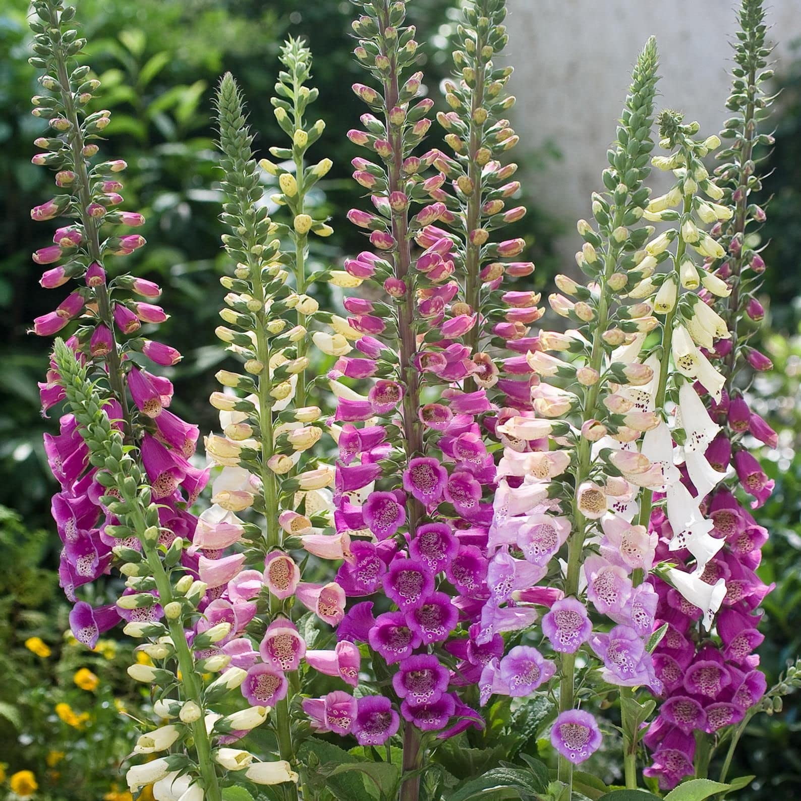 KIRA SEEDS - Seeds Purple Foxglove Multicolor H2FSD- Digitalis Mix ...