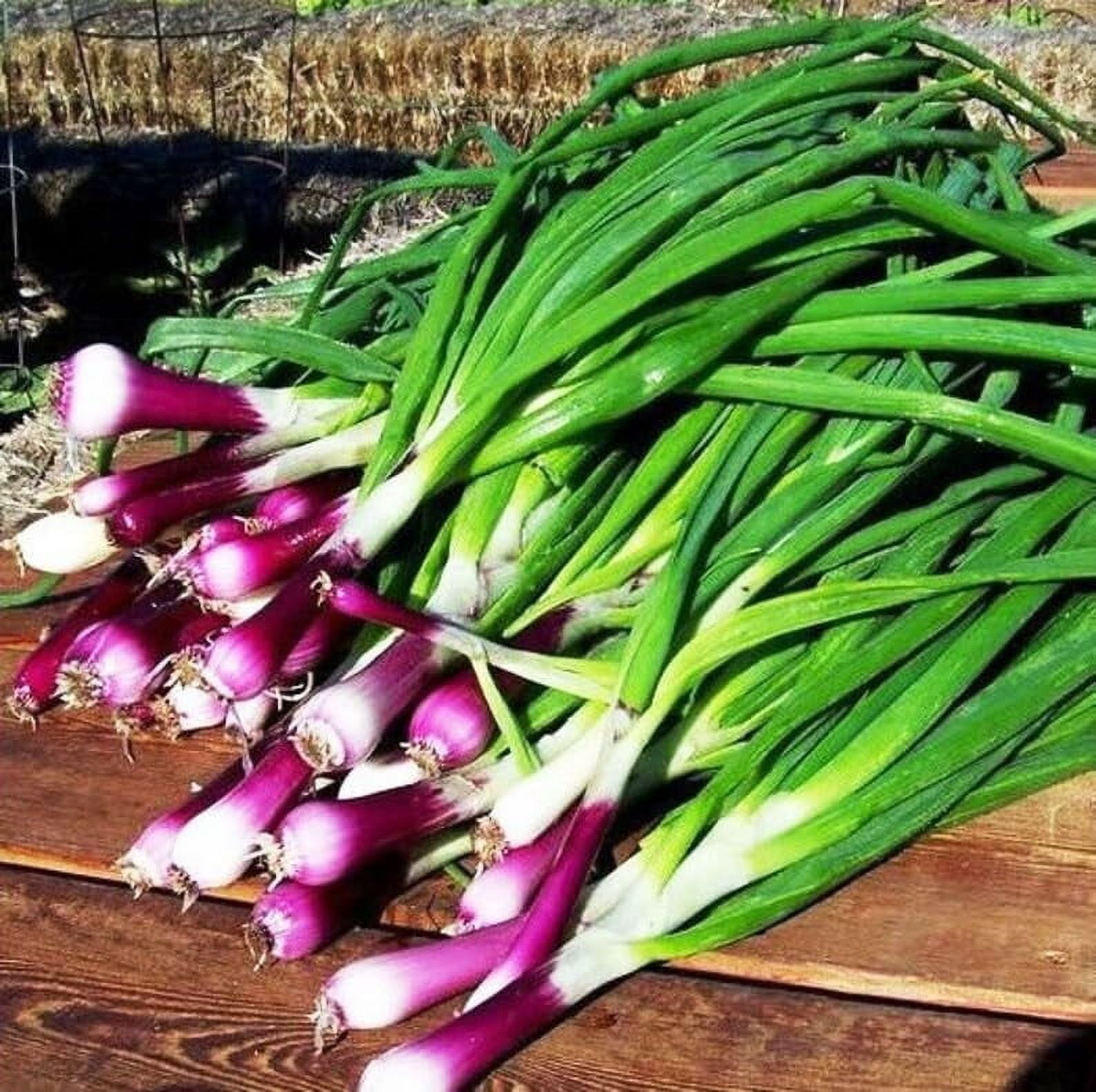 KIRA SEEDS - Seeds Red Welsh TVS1 Bunching Onion - Heirloom Vegetable ...