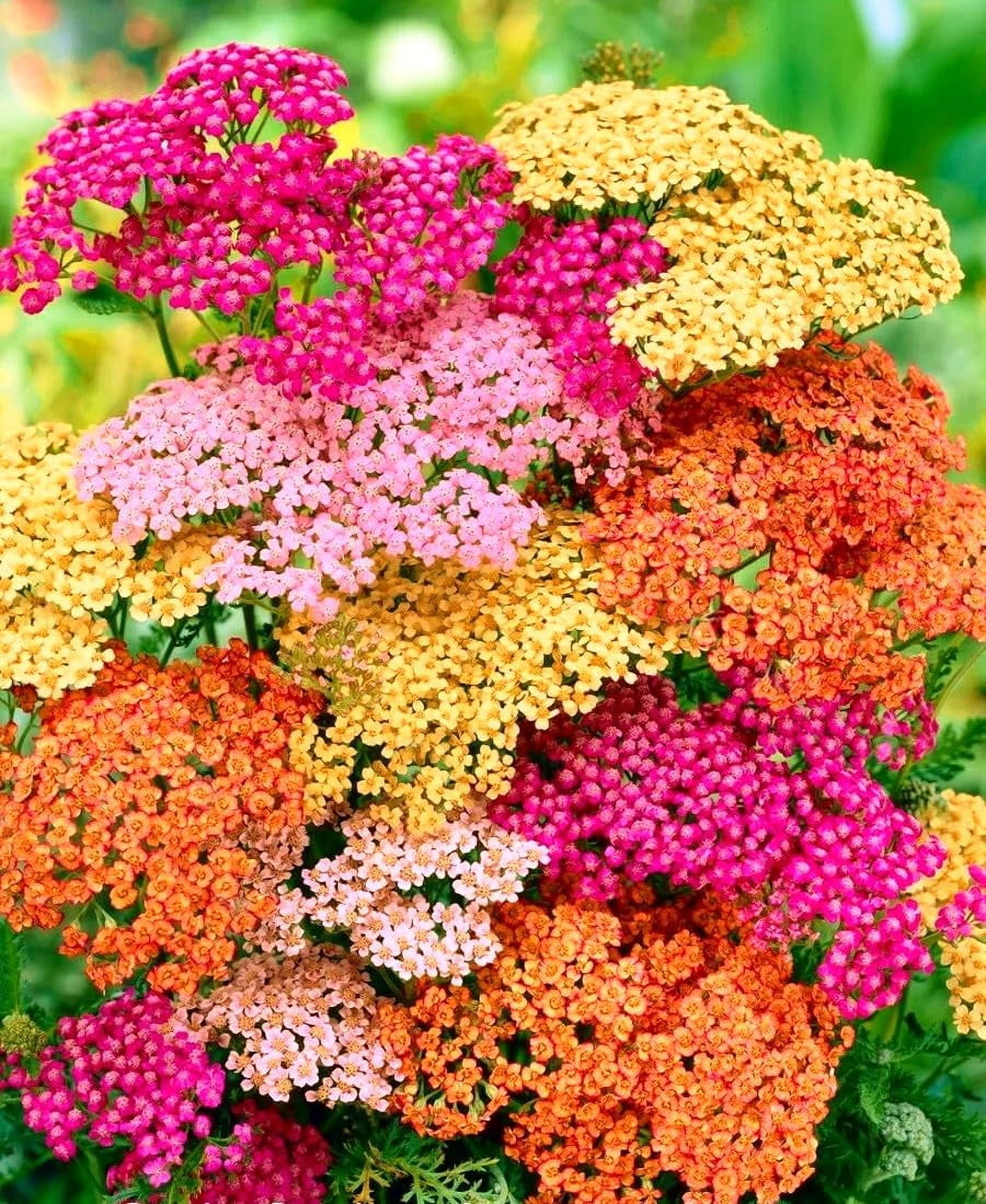 KIRA SEEDS - Seeds Yarrow Colorado MVR1 Mix - Achillea - Perennial ...