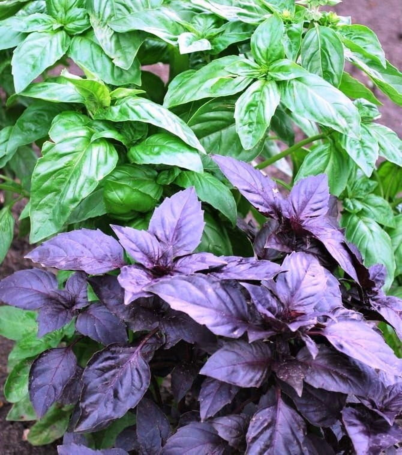 KIRA SEEDS -TRDN Seeds Basil Mix [Cardinal, Genovese, Sweet, Purple, Cinnamon, Opal] Indoor ...