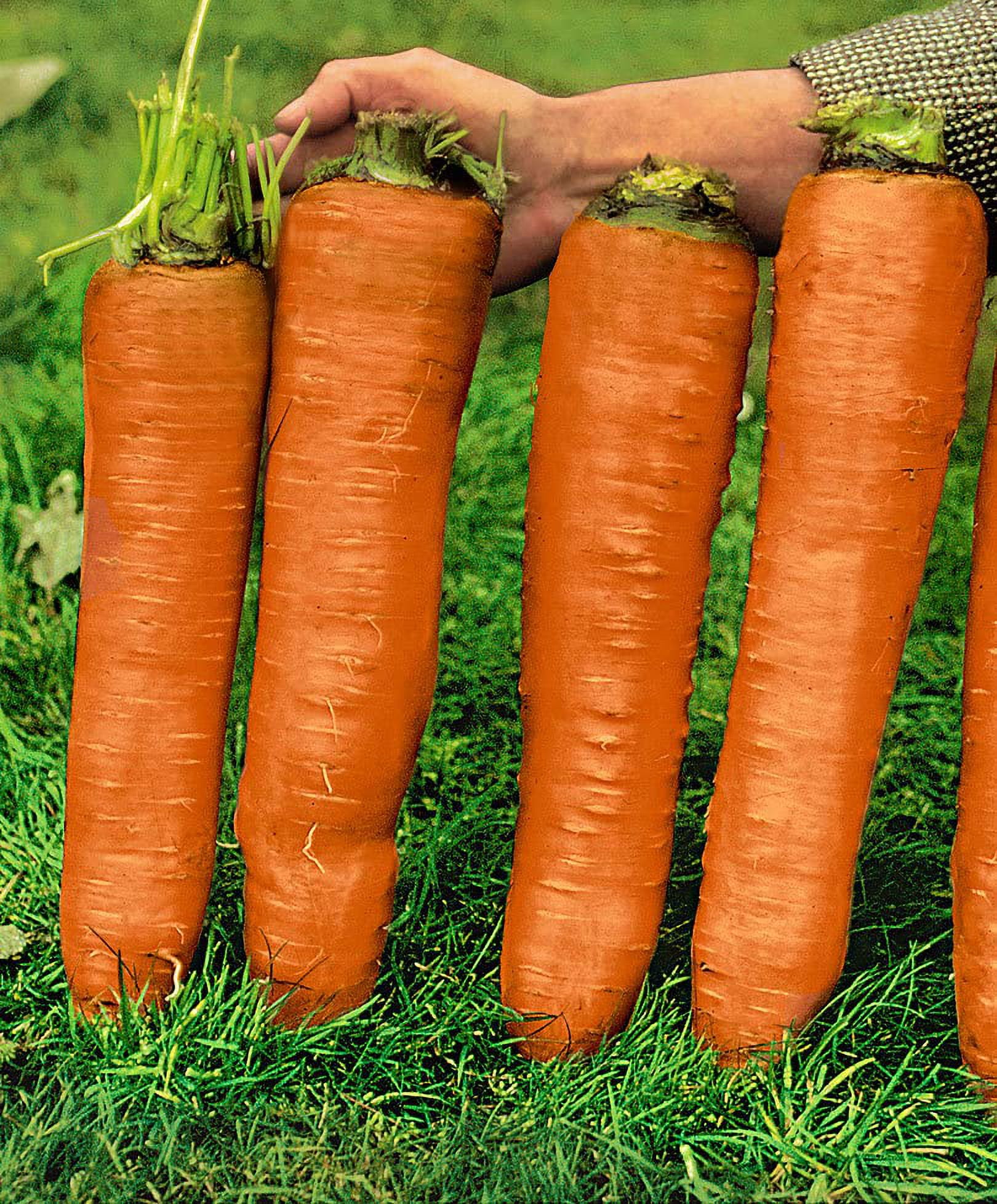 KIRA SEEDS - TWE5 Seeds Carrot Red Giant - Heirloom Vegetable - GMO ...