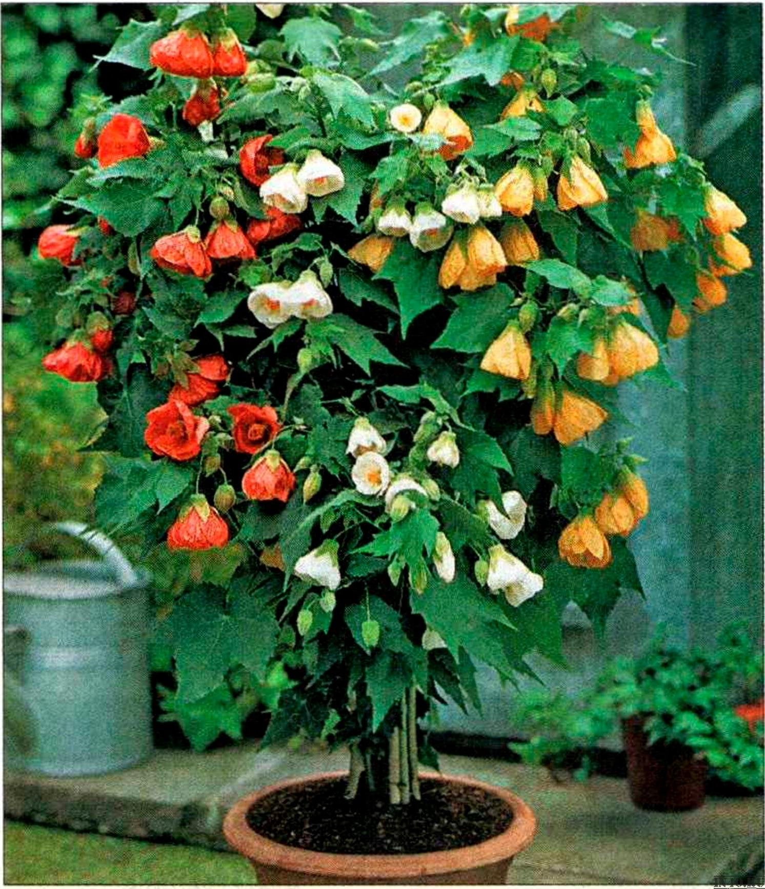 KIRA SEEDS - TWE5 Seeds Flowering Maple Mix Abutilon Grow Indoor for ...