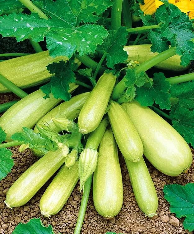 KIRA SEEDS - TWE5 Seeds Zucchini Bush King 35 Days - Heirloom Vegetable - GMO Free - Walmart.com