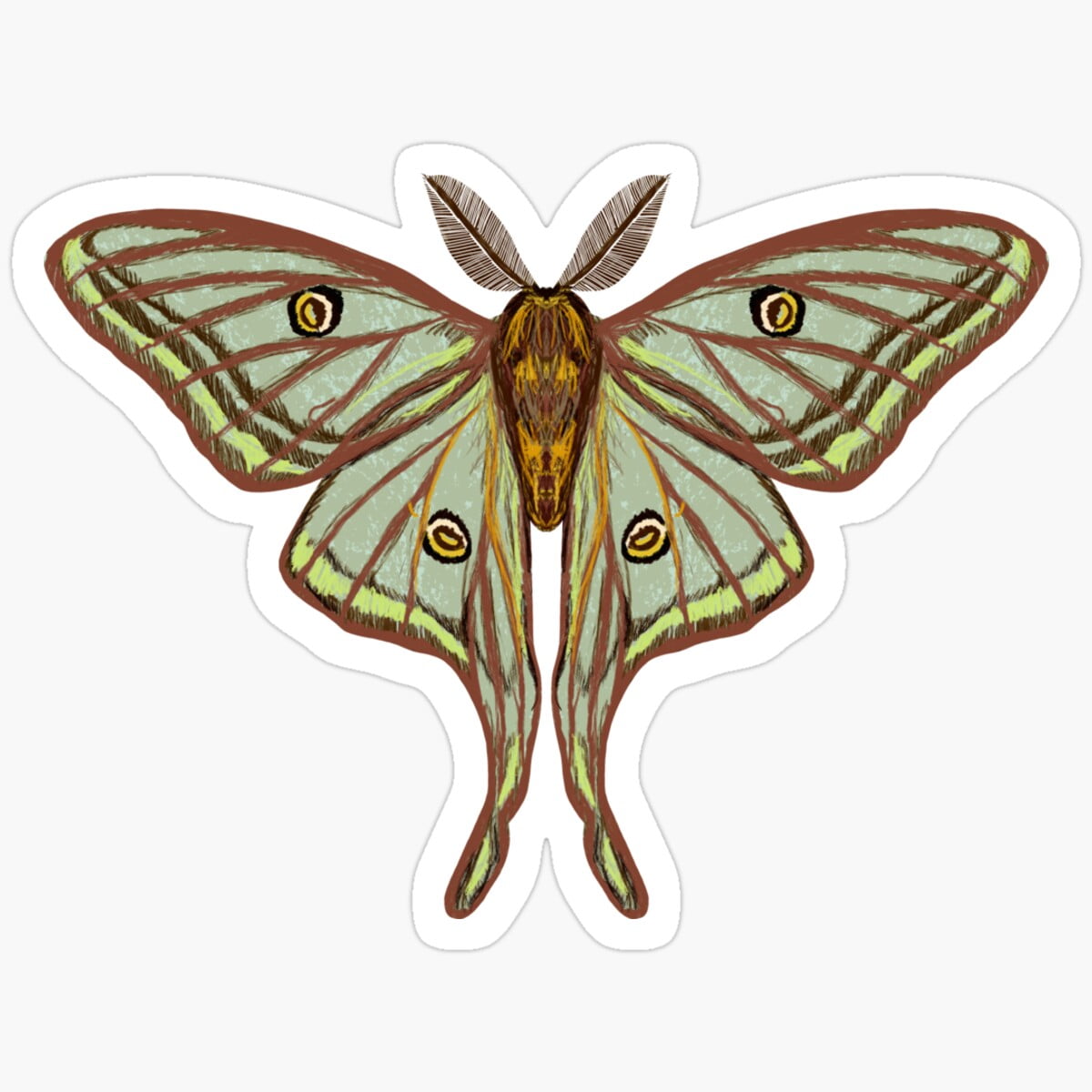 KIRA Spanish Moon Mothlepidoptera Moth Art, Nature Art Sticker Birthday ...