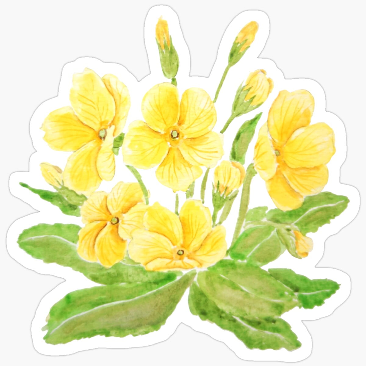KIRA Yellow Primula Flowers Watercolor Painting Wild Primrose Sticker ...