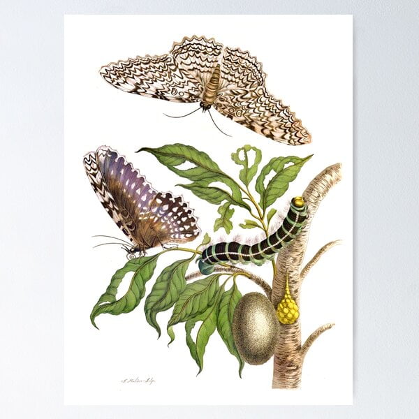 KIRAKIRA Butterflies on forage plant - Maria Sibylla Merian Poster ...
