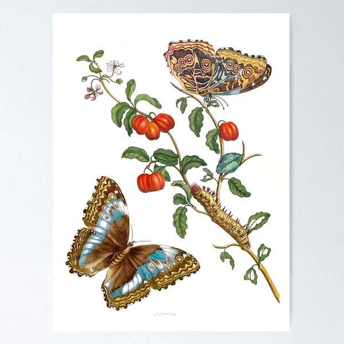 KIRAKIRA Butterfly peacock mirror on forage plant - Maria Sibylla ...