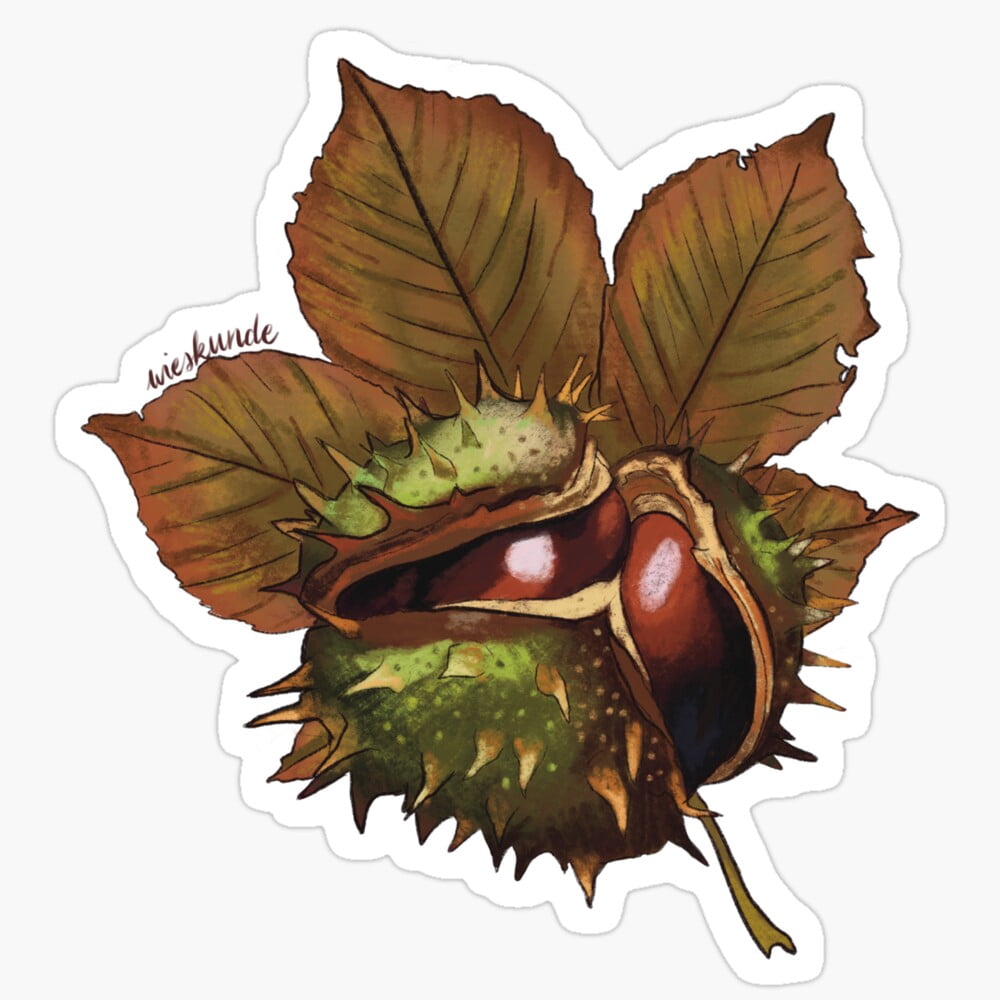 KIRAKIRA Conker chestnut leaves botanical illustration oil pastels ...