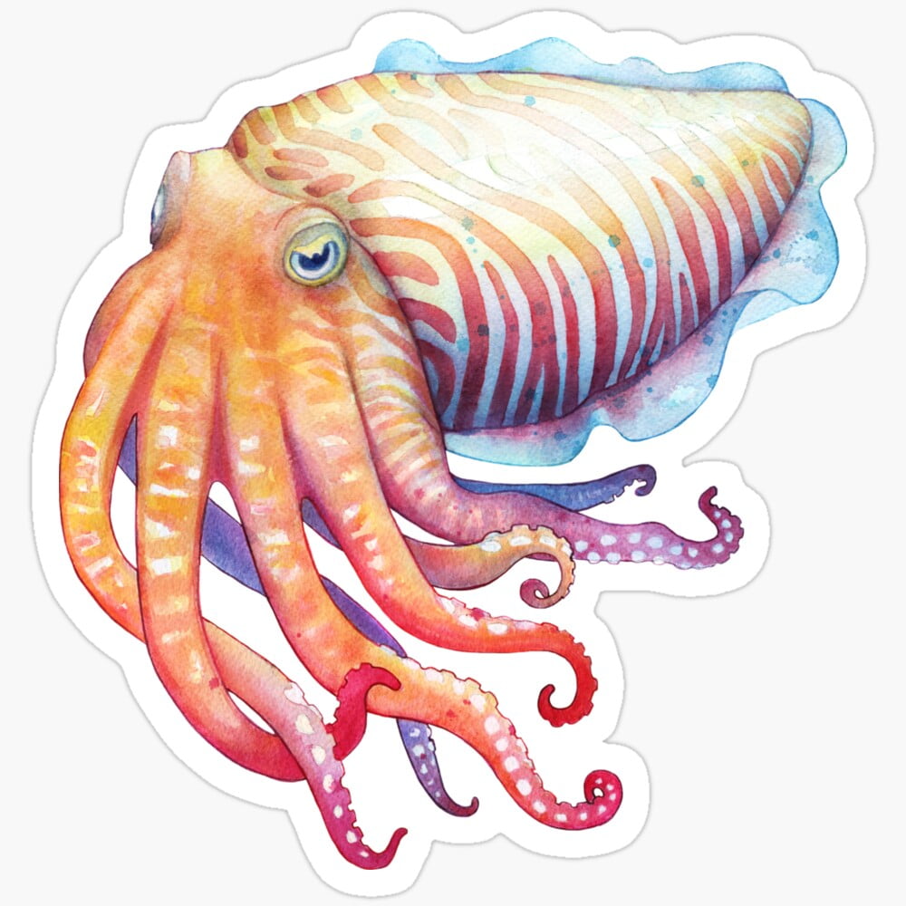 KIRAKIRA Cuttlefish Sticker. Single, trio, or squad — Collect them all ...