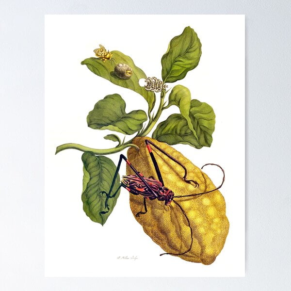 KIRAKIRA Lemon Cedar Lemon and Longhorn Beetle - Maria Sibylla Merian ...
