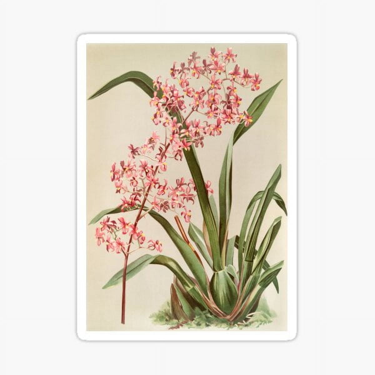 KIRAKIRA Pink Vintage Orchids 1800s Sticker - Walmart.com