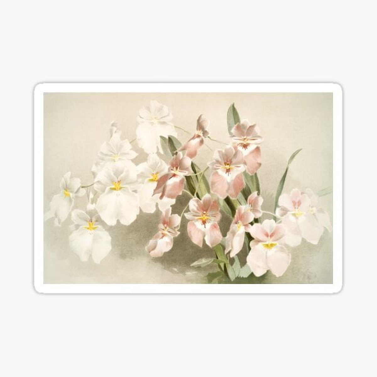 KIRAKIRA Vintage Orchids 1800s Sticker - Walmart.com