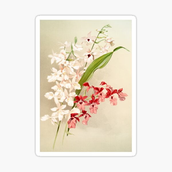 KIRAKIRA White Pink Vintage Orchids 1800s Sticker - Walmart.com