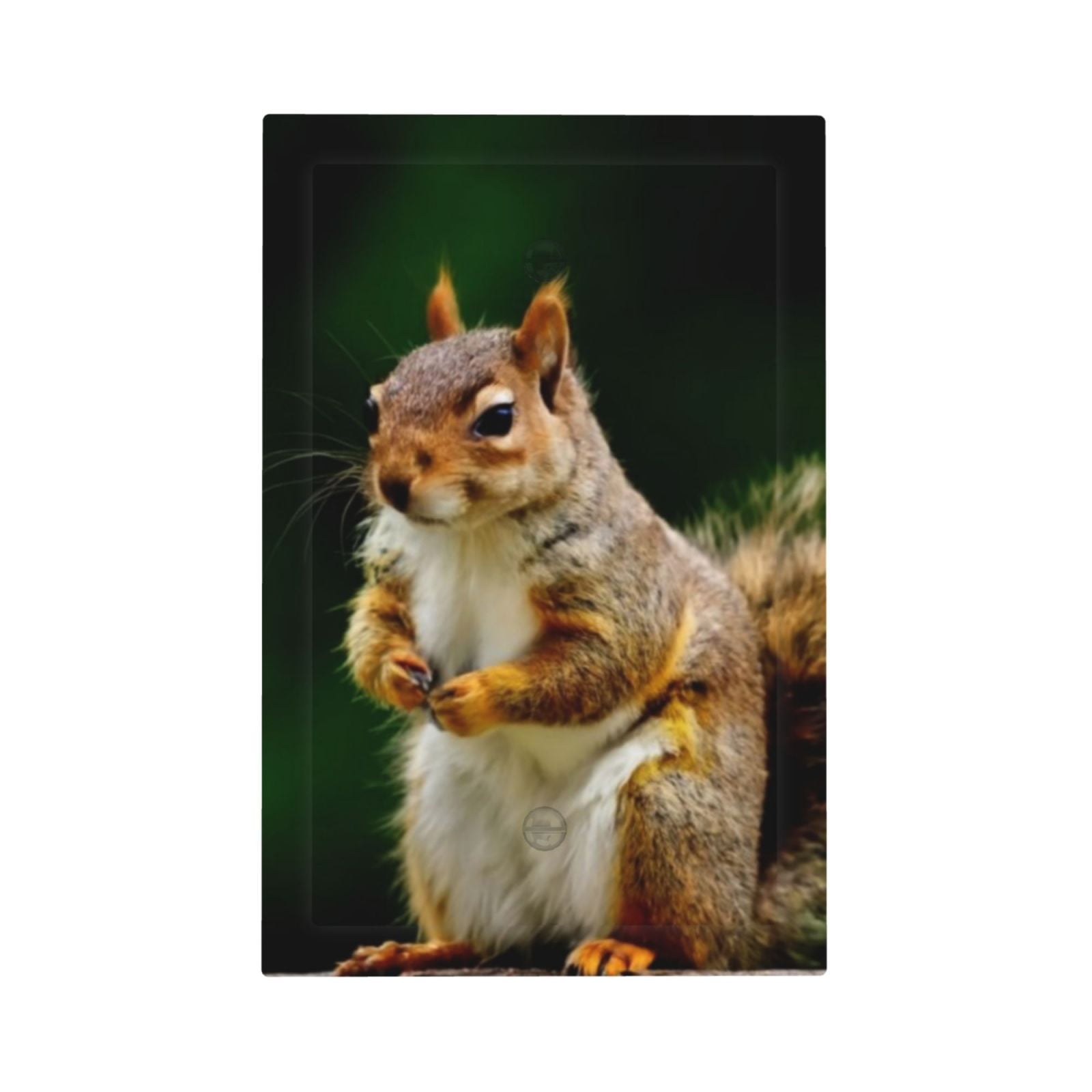 KLL Squirrels Eating Peanuts On The Tree Pattern Electrical Outlet ...