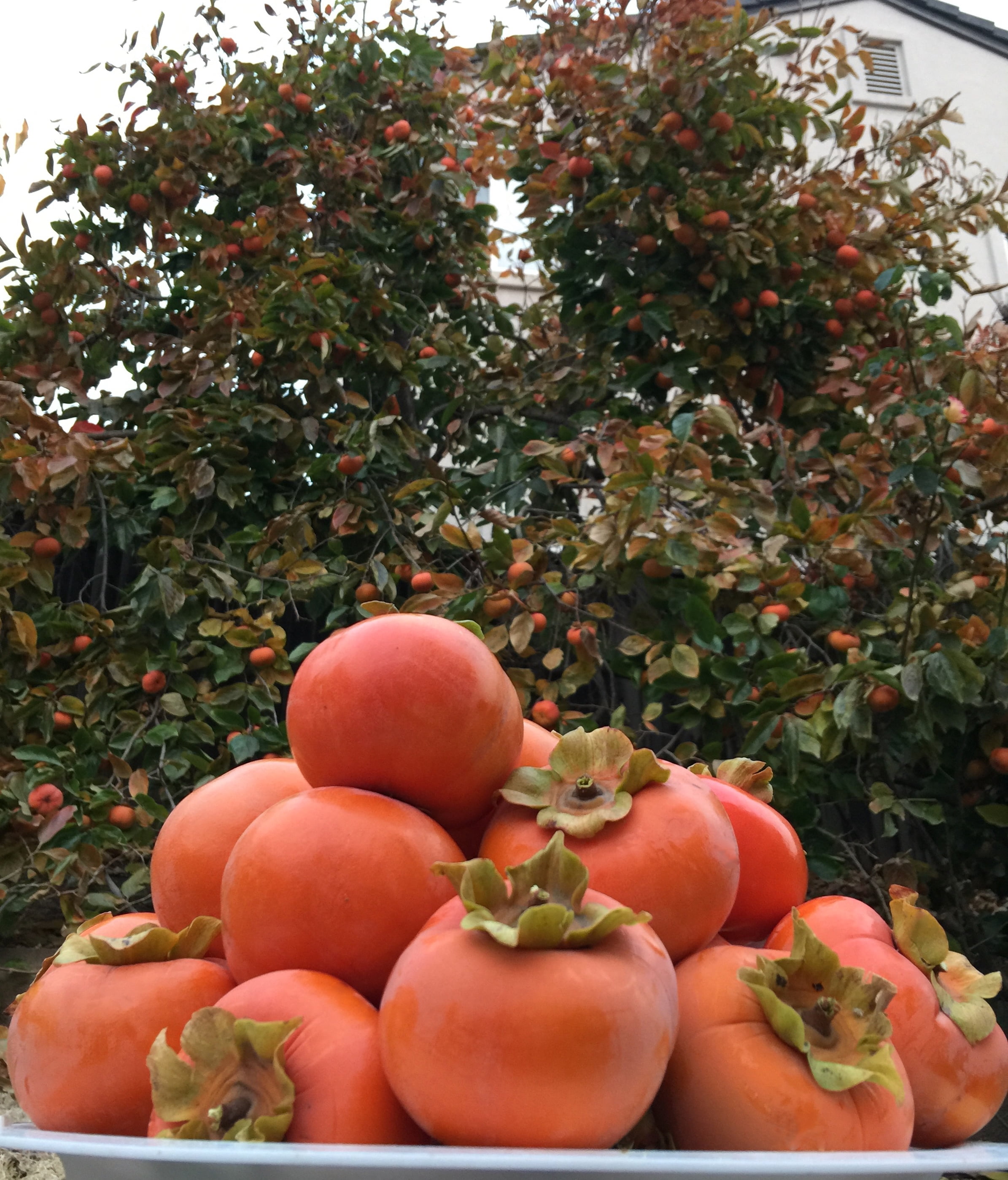 KOKKIA Fremont Stanford Persimmons : 5 lbs, California Fremont Silicon ...
