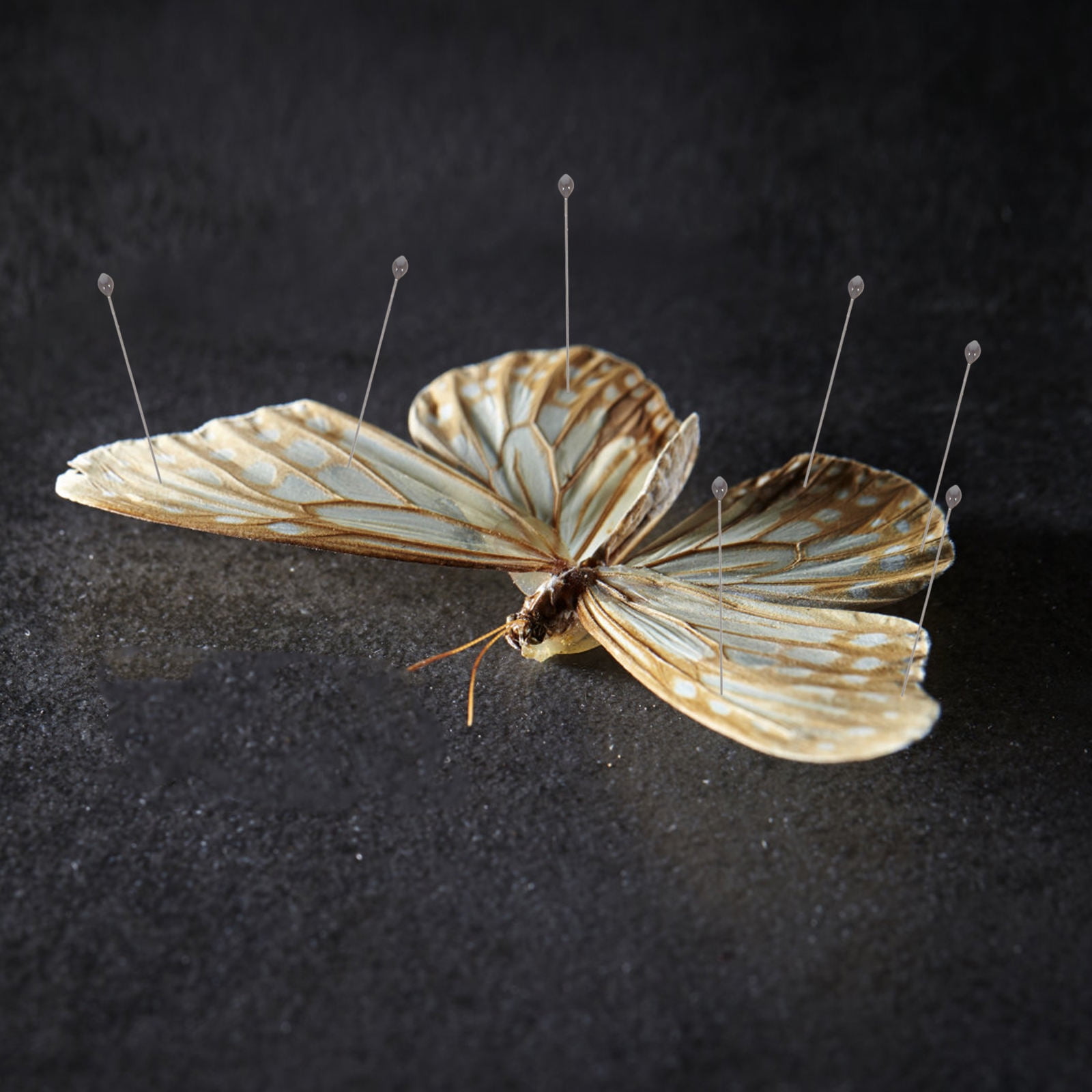 KONTONTY Stainless Steel Insect Specimen Fixing Pin Set for Mounting ...