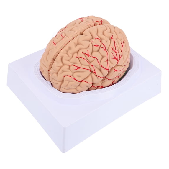 KONTONTY 1Pack Detachable Brain Model PVC Assorted Color Anatomy Study ...