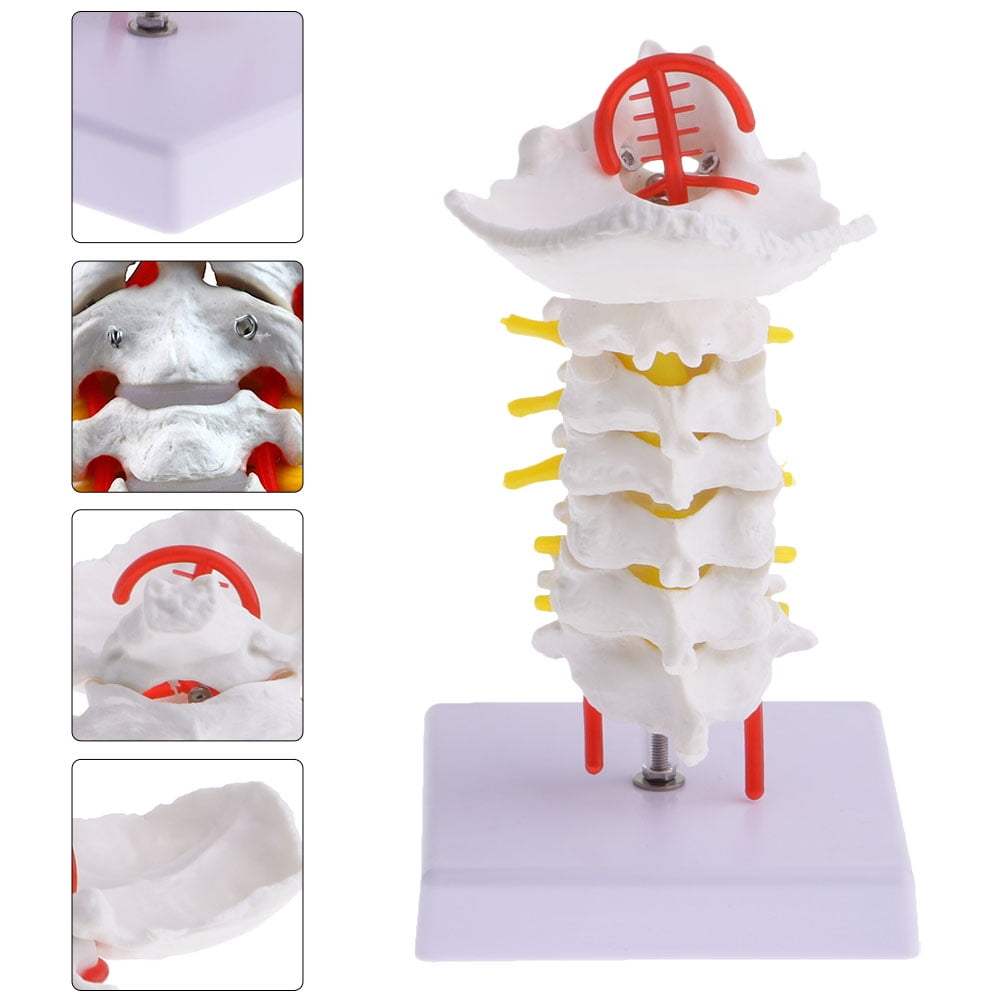 KONTONTY 1Set Biology Cervical Model Vertebrae Model PVC For Anatomy ...