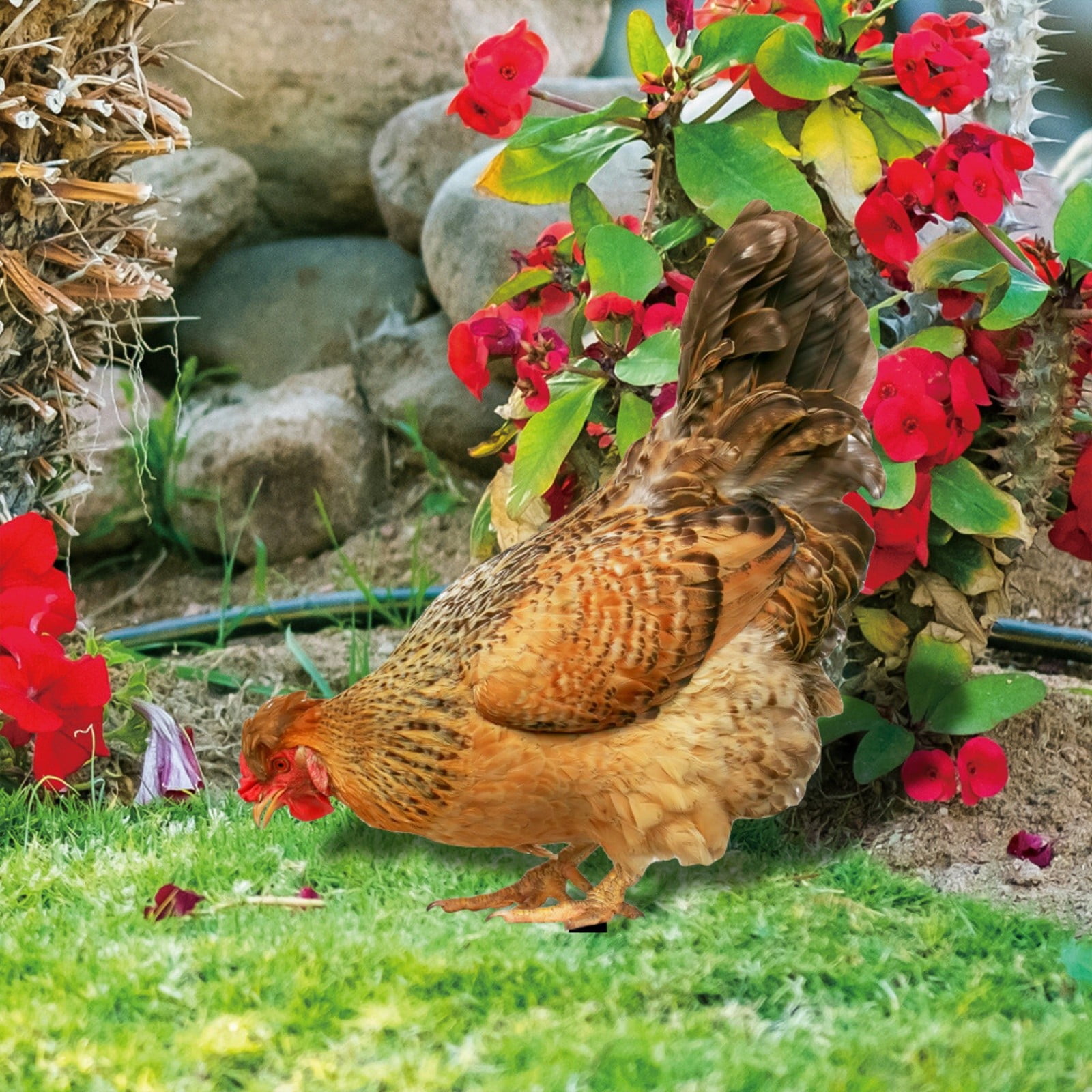 KQJQS Rooster Decor Statue - Outdoor Garden Acrylic Chicken Sculpture ...
