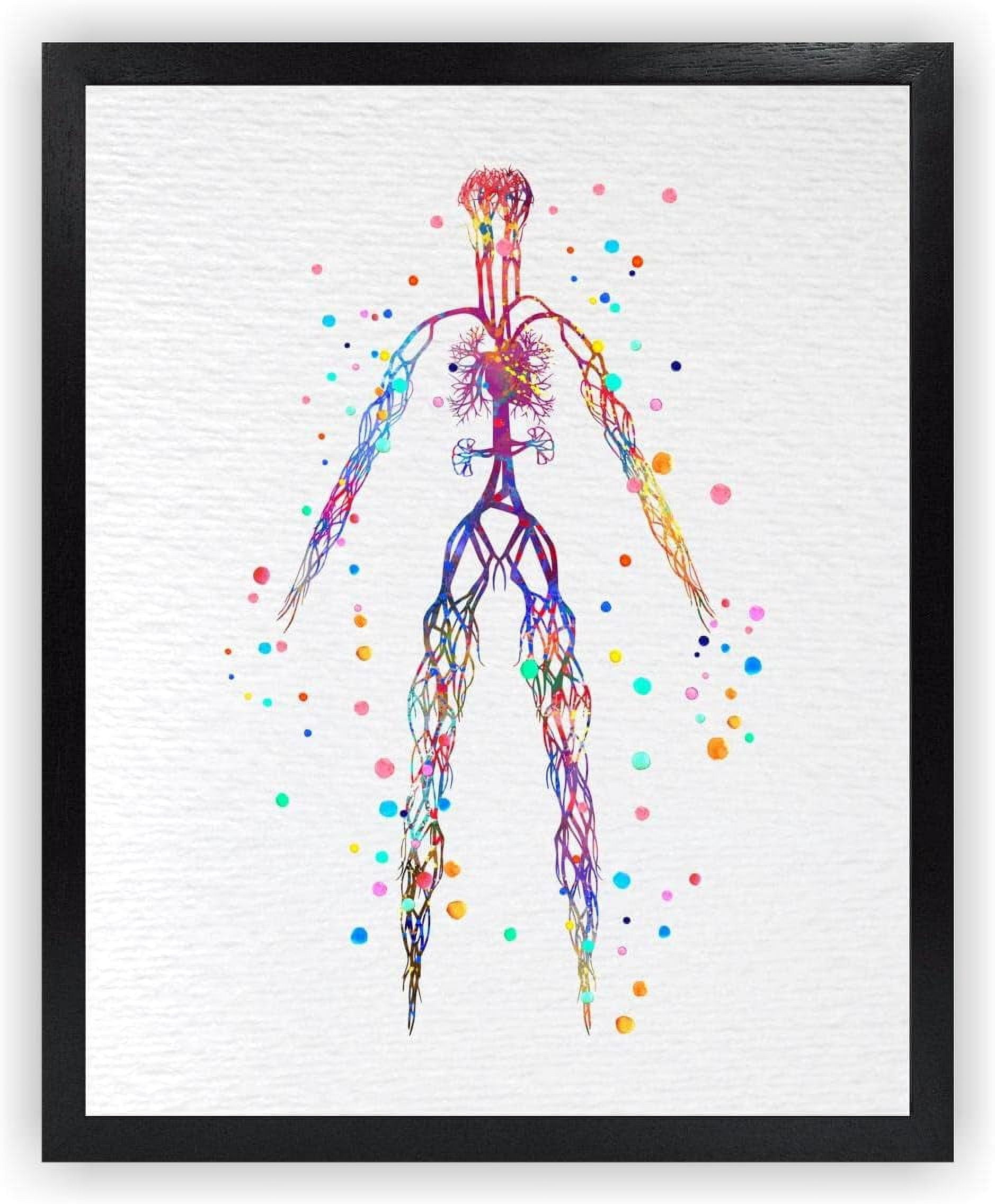 KSIW-8X10 Unframed Venous System Human Body Vein Anatomy Science ...