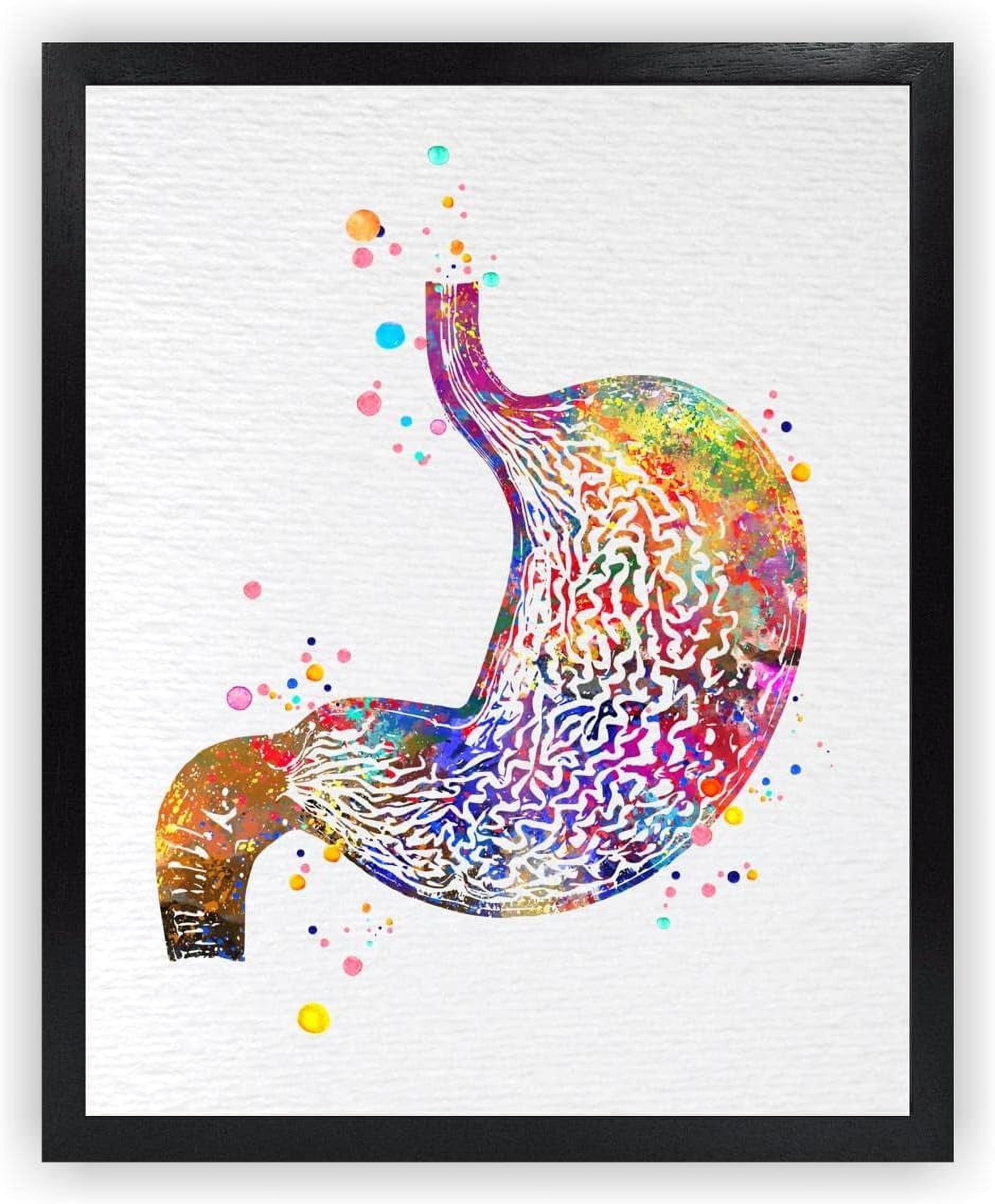 KSIW-8X10 Unframed Stomach Human Anatomy Human Organs Gastrointestinal ...