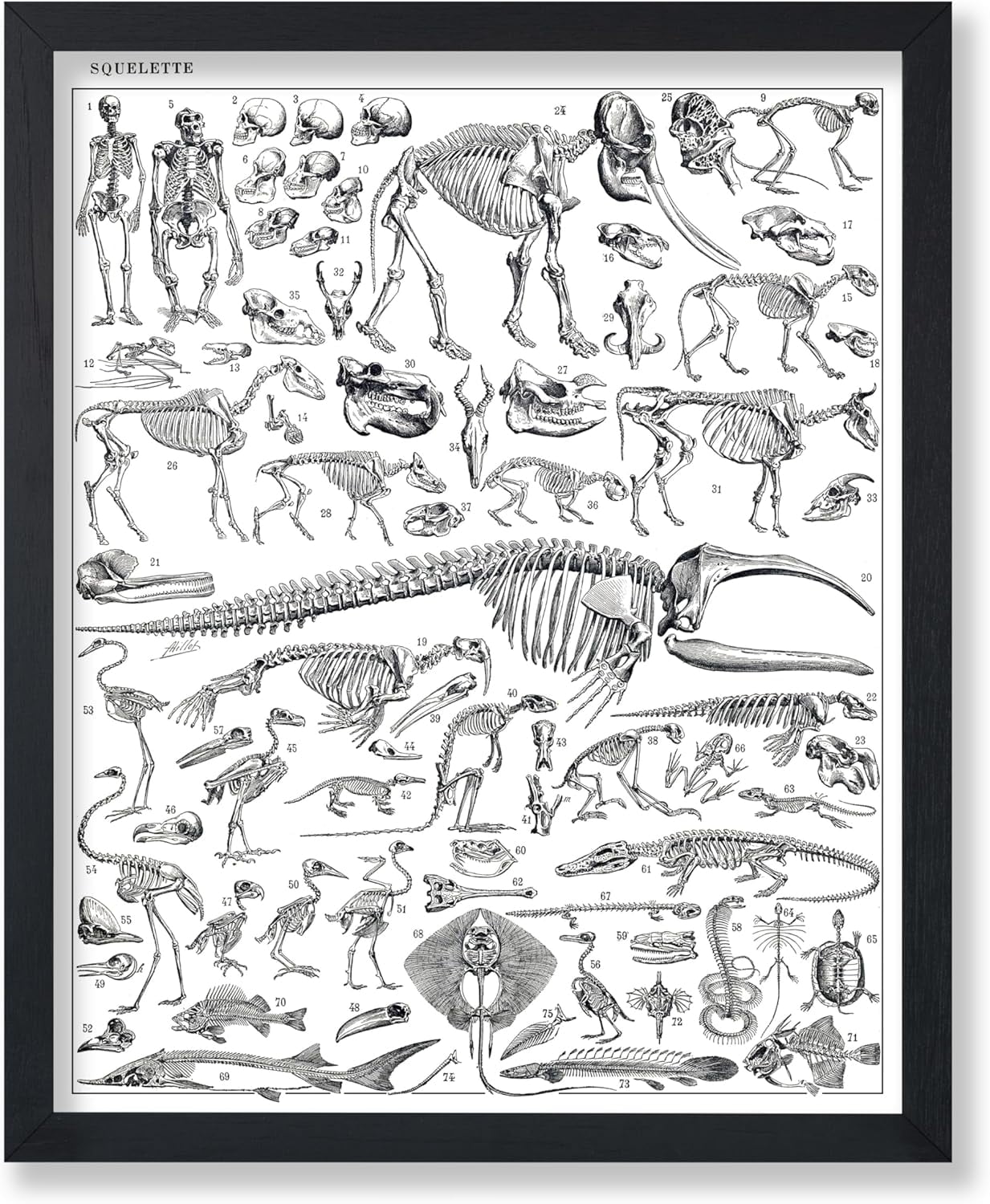 KSIW- Antique Adolphe Millot Poster - Vintage Dinosaur Anatomy Print ...
