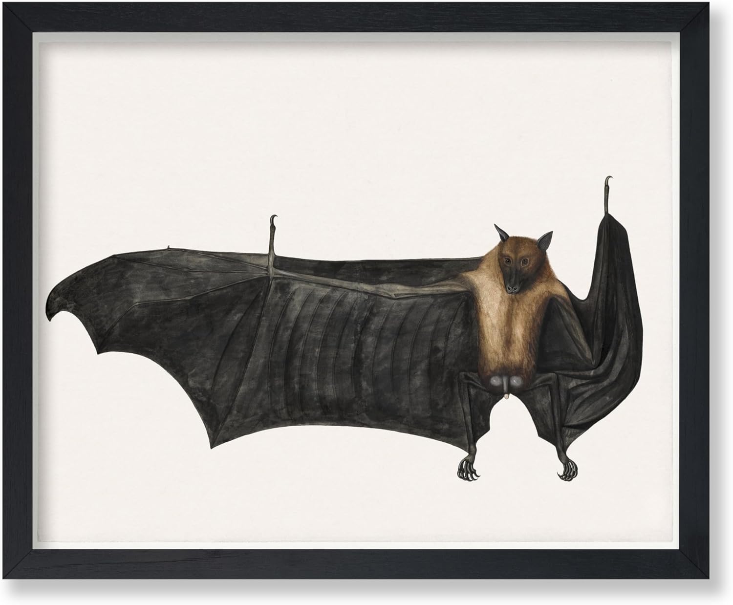 KSIW- Bat Poster - Great Indian Fruit Bat Print - Halloween Art - Night ...