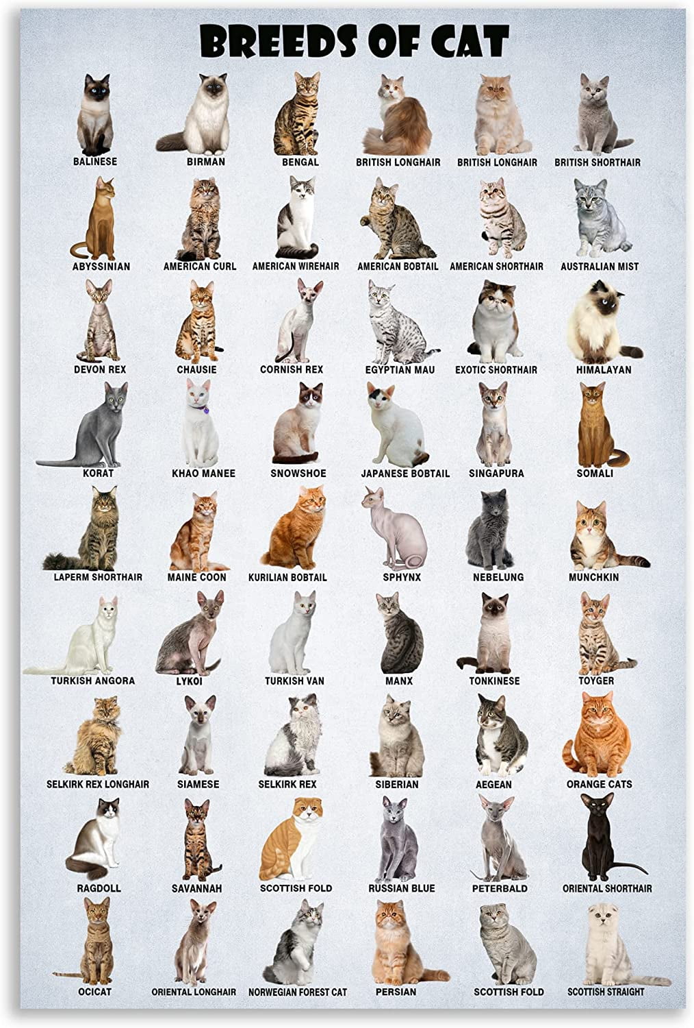 KSIW-Breeds of Cat Poster Types of Cat Poster Cat of The World Funny ...
