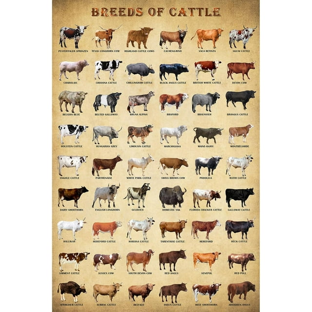 KSIW-Breeds of Cattle Poster,Common Breeds of Beef and Dairy Cows ...
