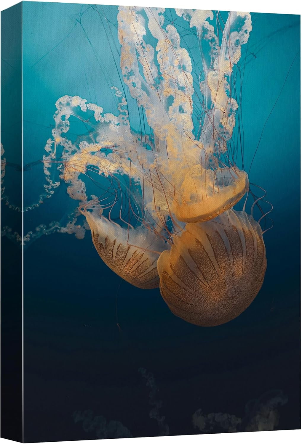 KSIW-Canvas Print Wall Art Hummingbird Flies On White Carnation Flower ...